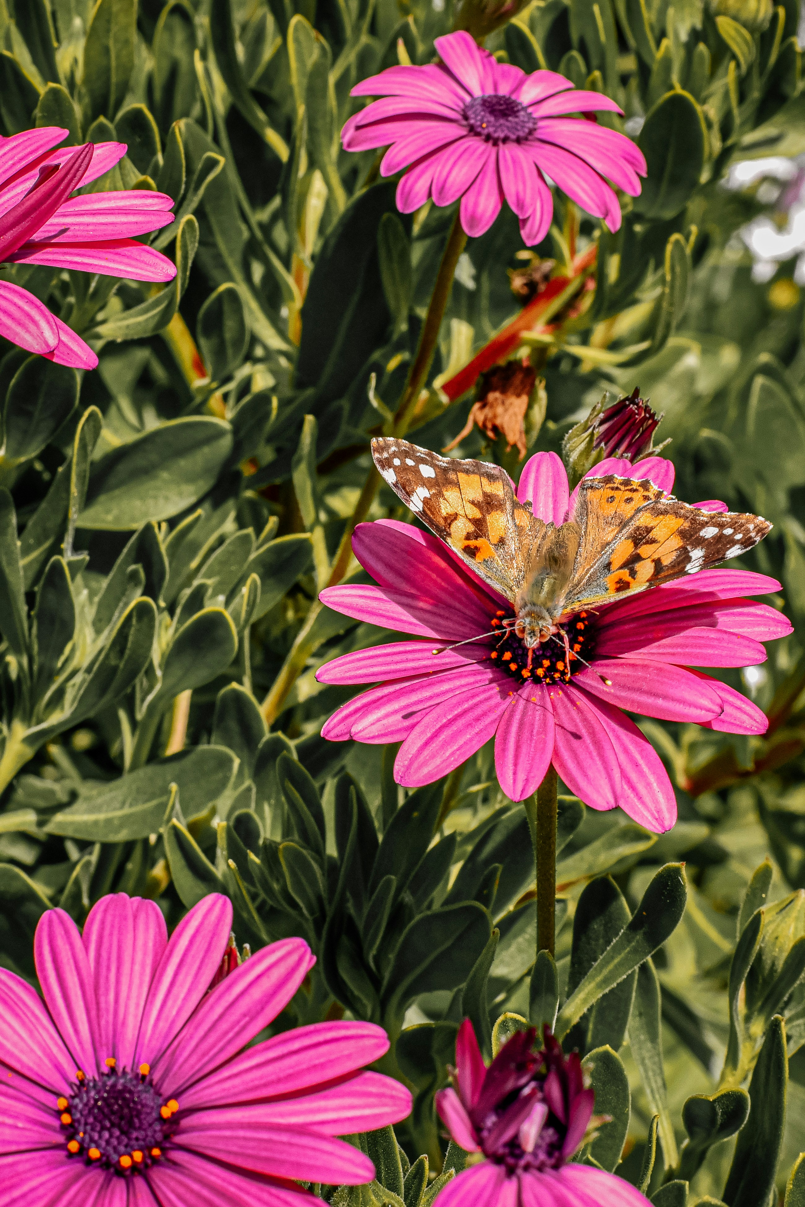 Orange-speckled butterfly on neon pink Osteospermum blooms