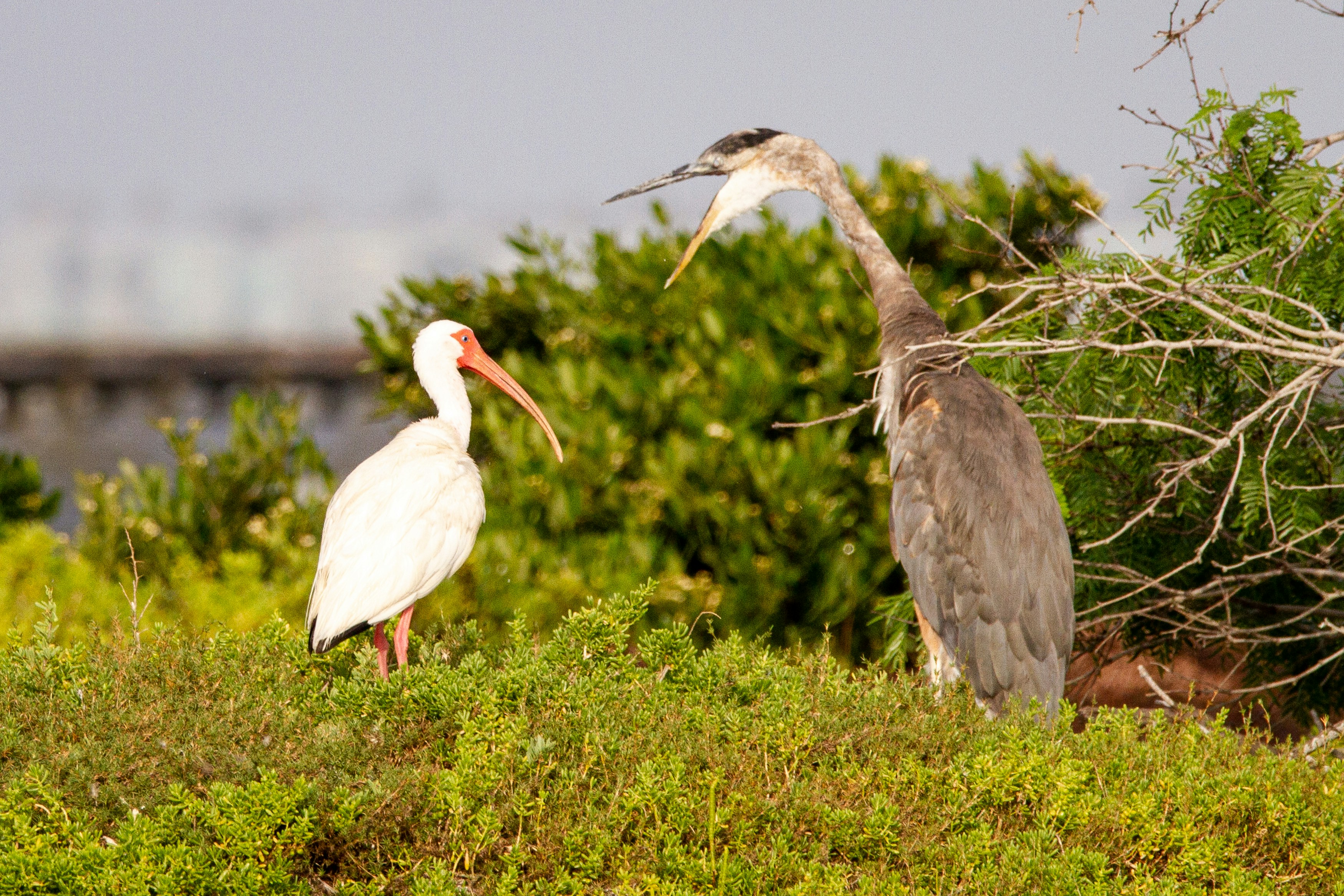 A white ibis stands facing a great blue heron amidst lush green vegetation, capturing a moment of interaction between two bird species.