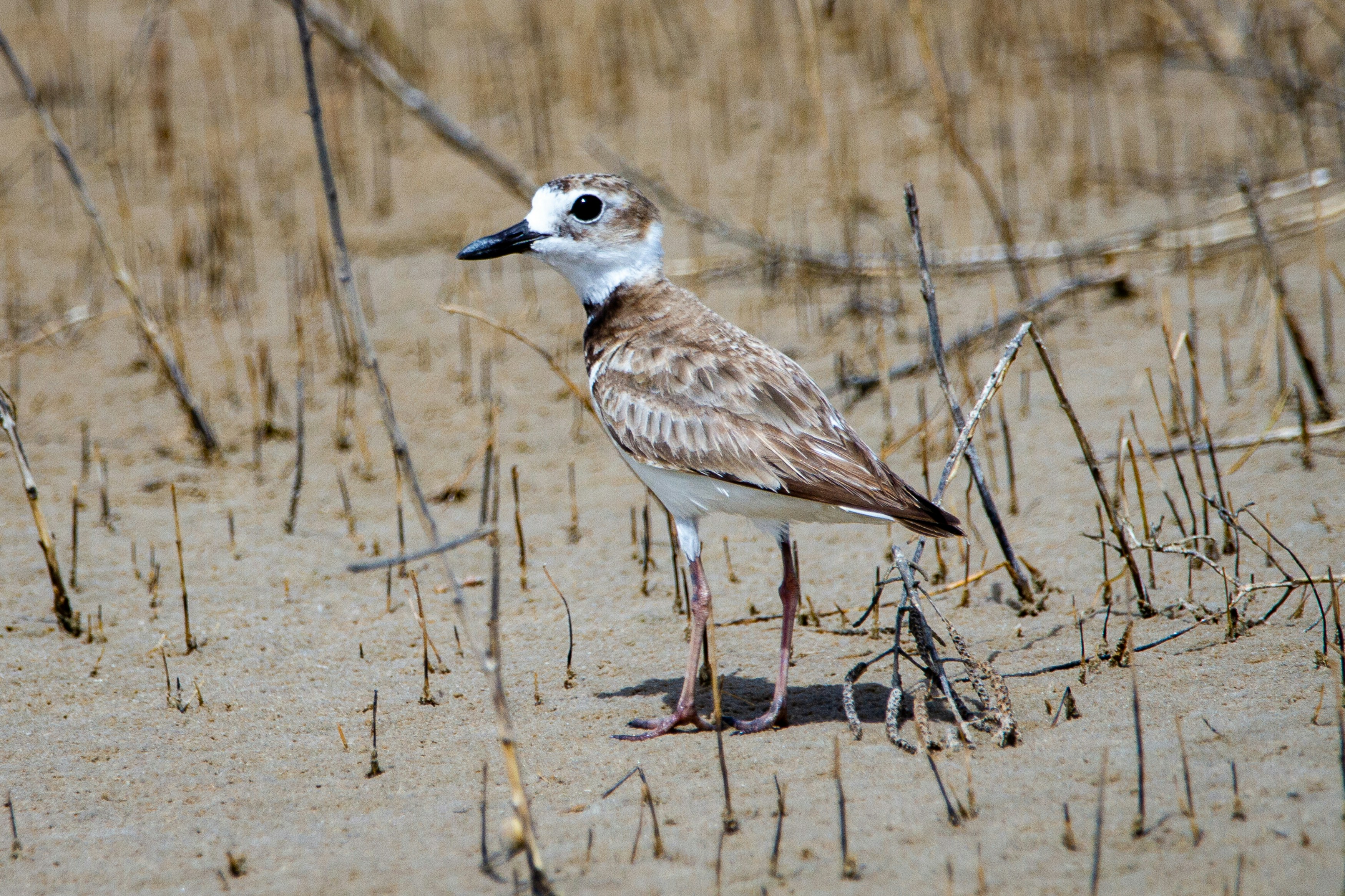 A wilson's plover keeps a look out for predators while its chick is nearby. | white and brown bird on brown grass during daytime