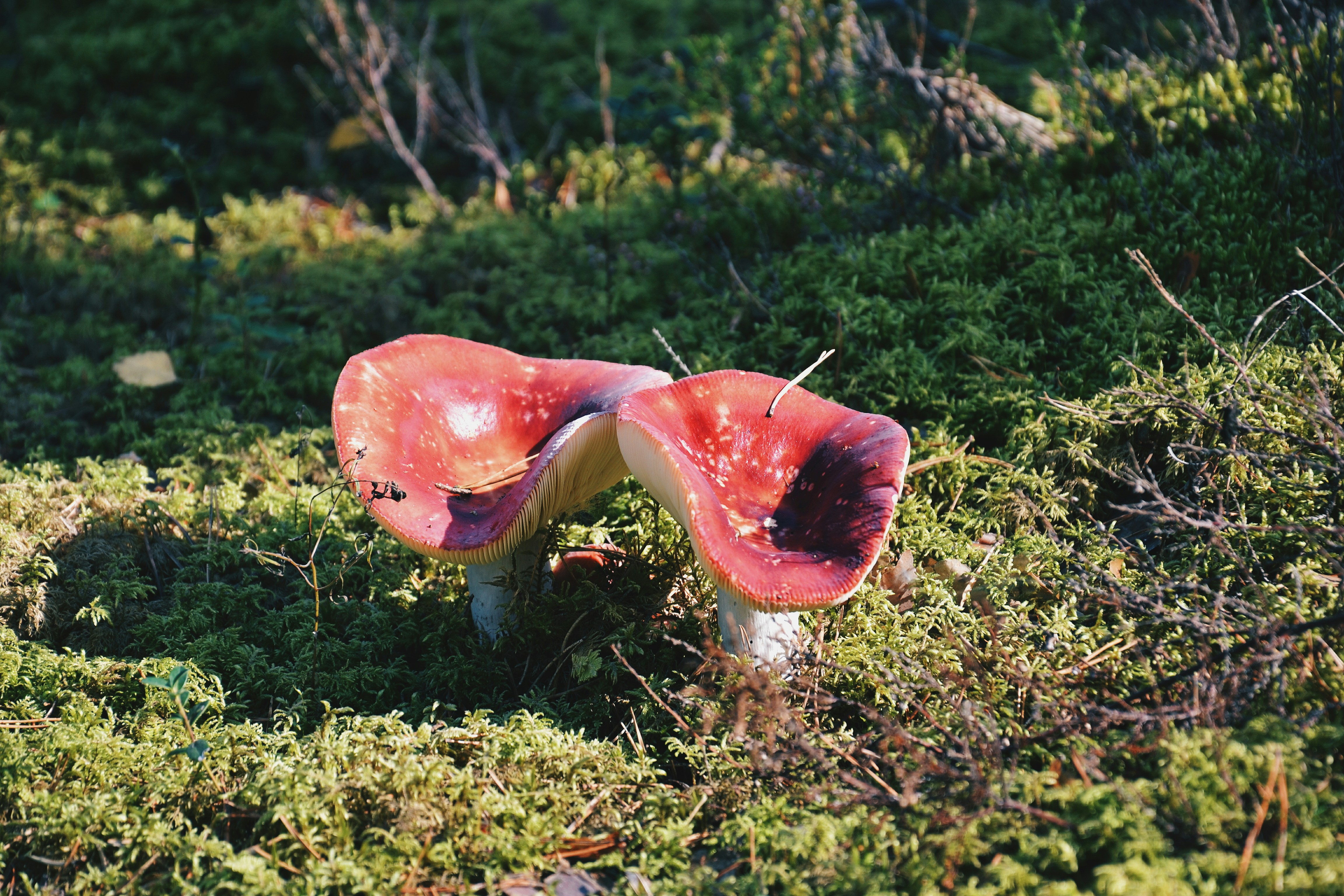Two vibrant red mushrooms with white edges emerge from a lush green mossy ground, showcasing the intricate beauty of forest life.