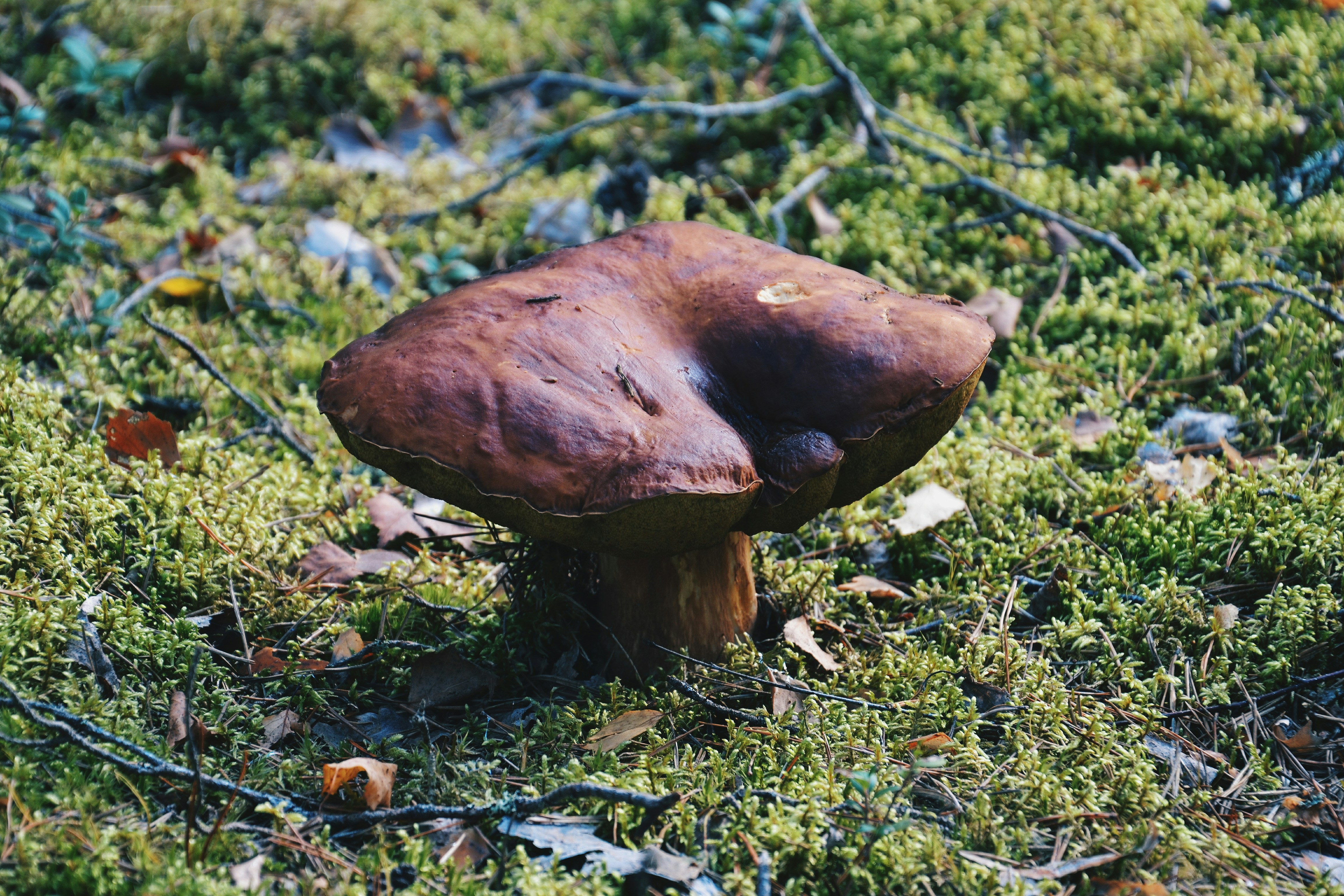brown mushroom on green grass during daytime