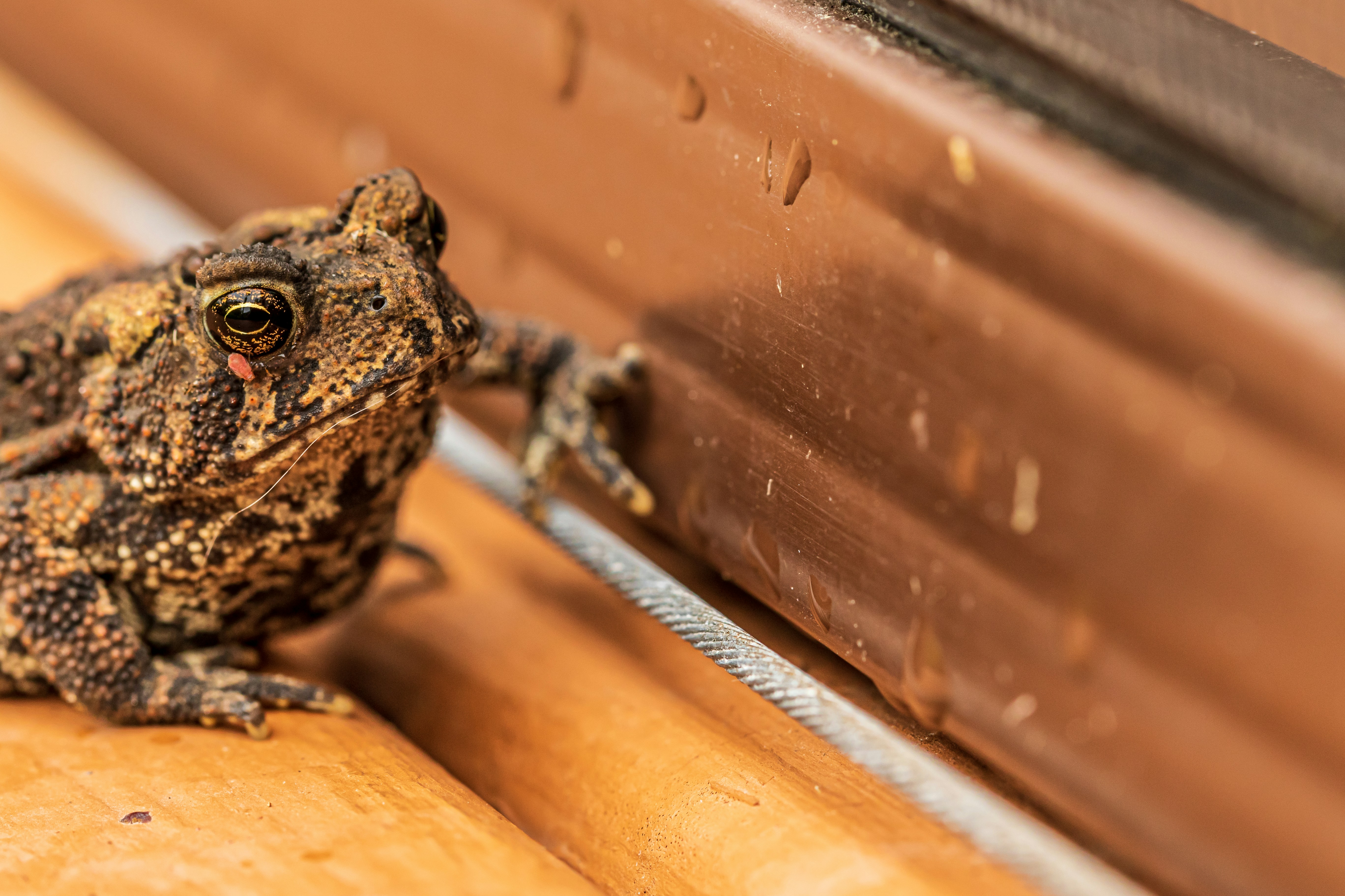 Threshold Gaze: A Close-Up of a Toad on Warm Wood