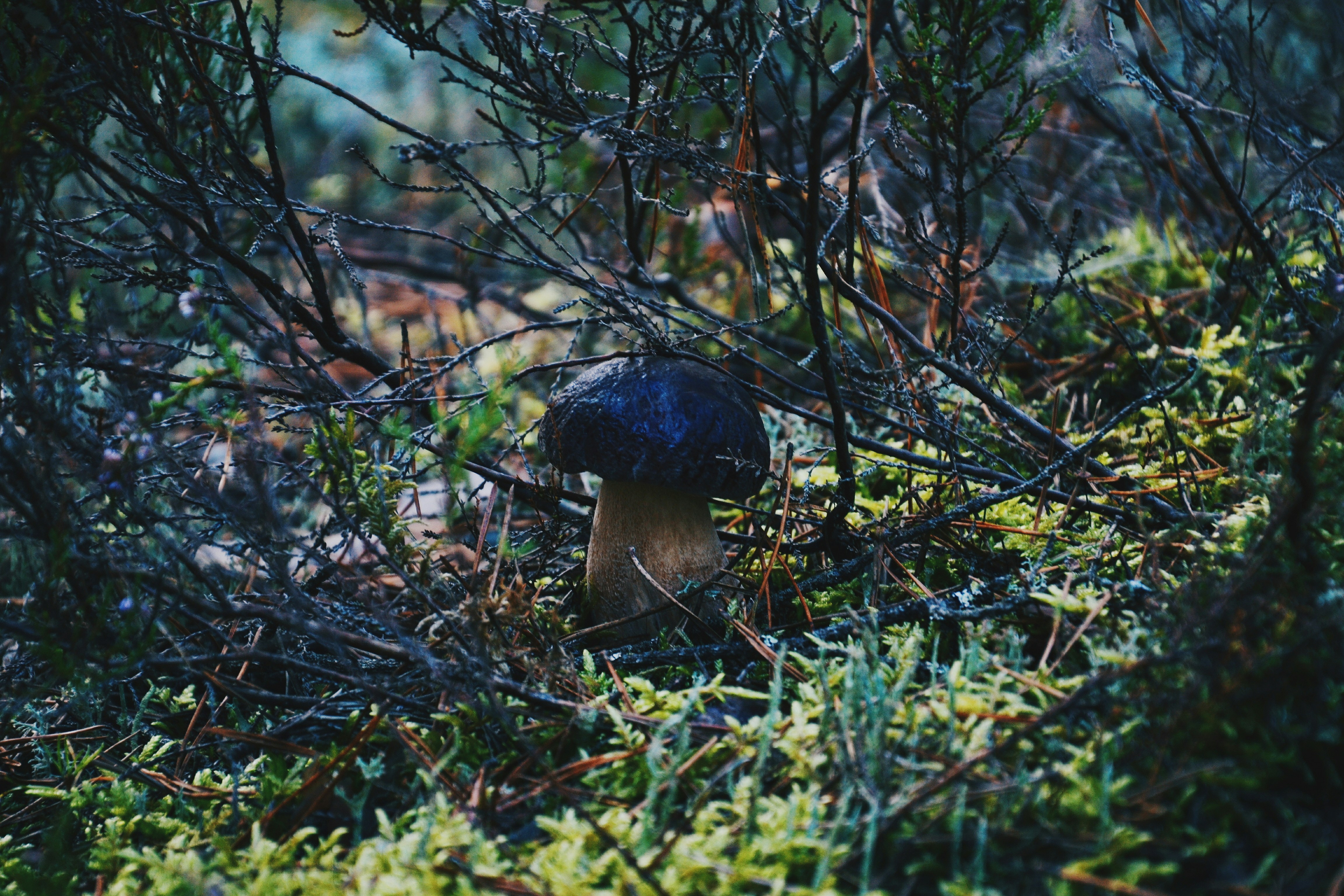 Lone Boletus Amid Moss and Twigs in Dusk Understory