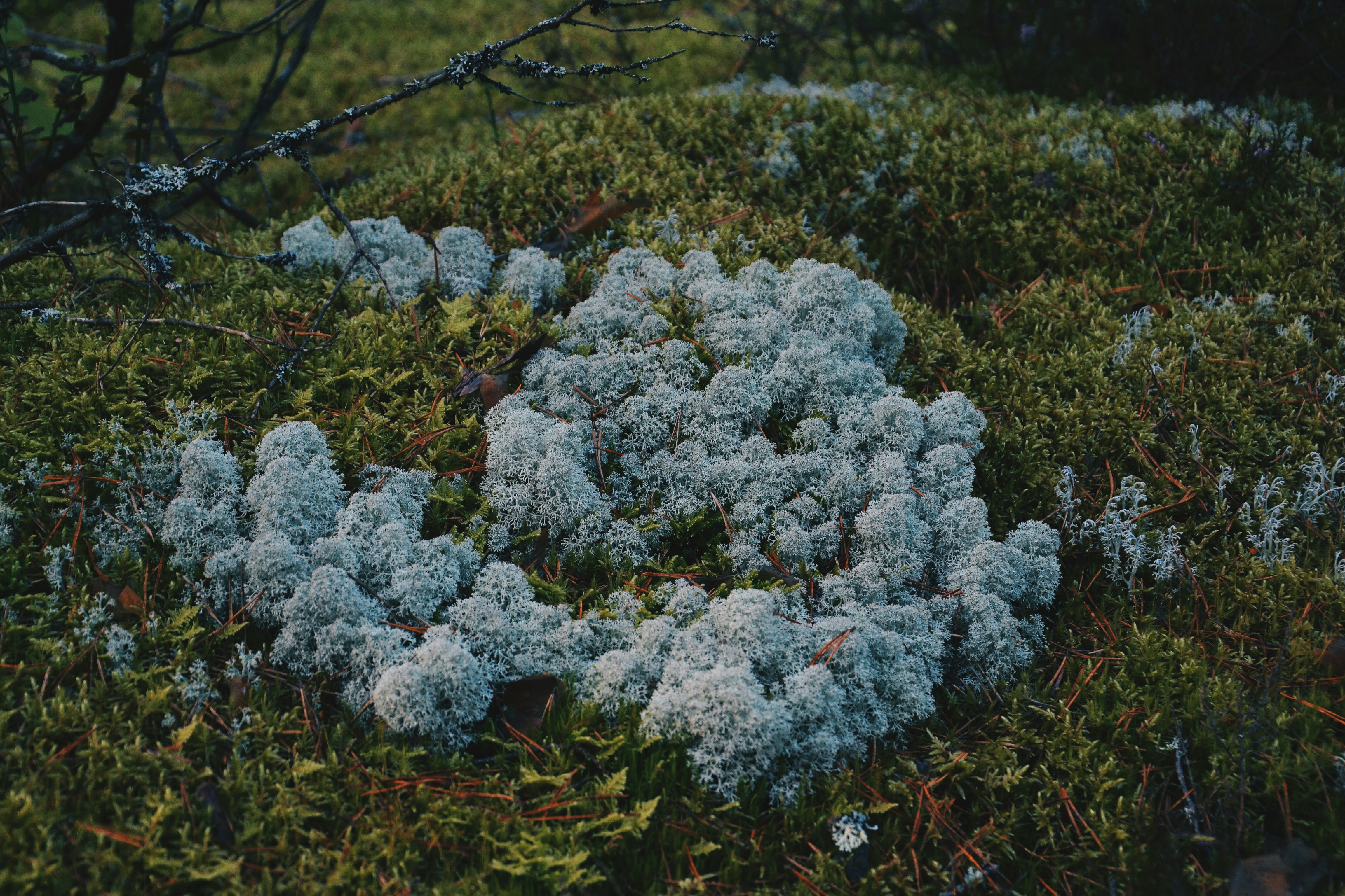 white flowers on green grass