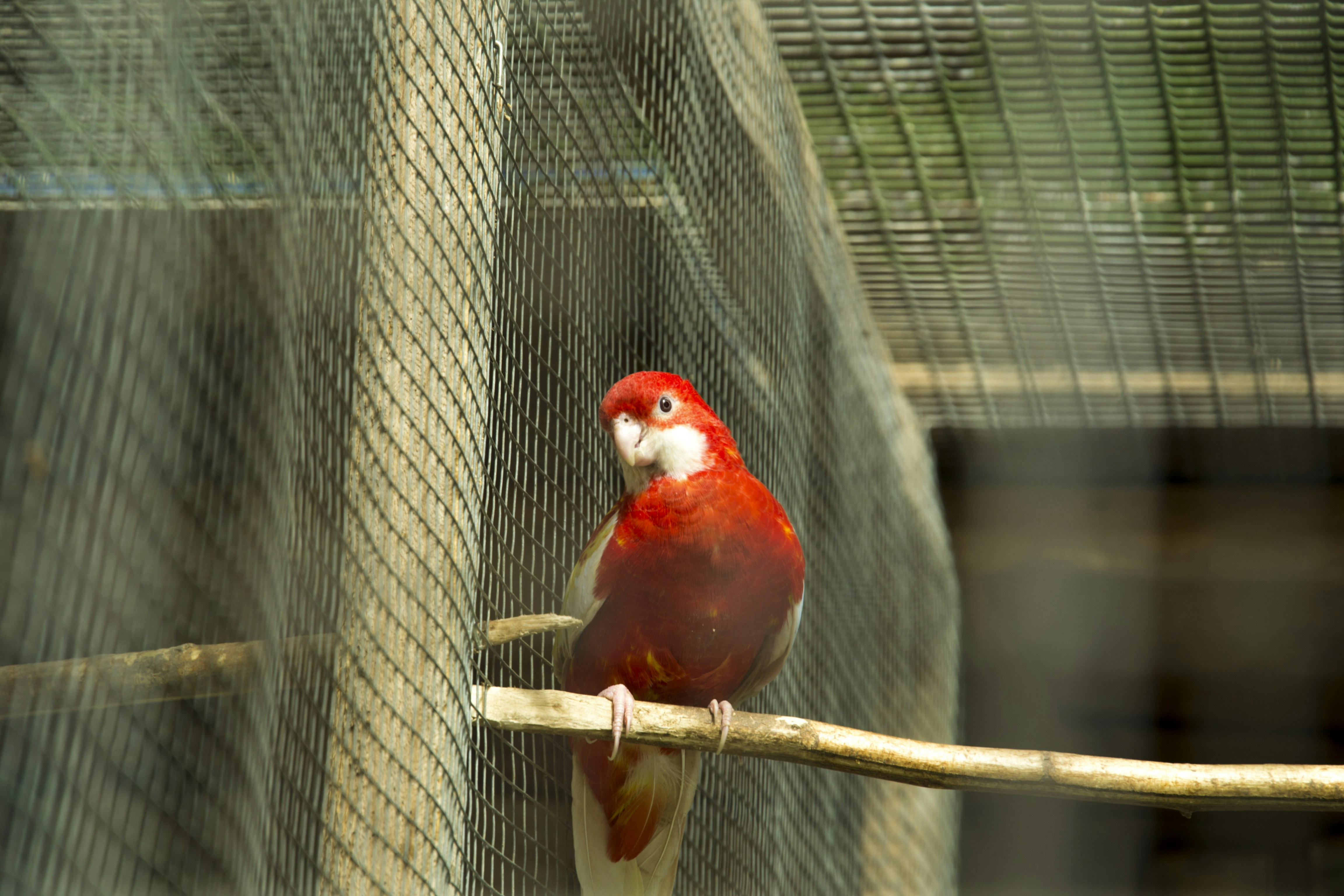 Crimson Cardinal Framed by Mesh: A Quiet Cage Portrait