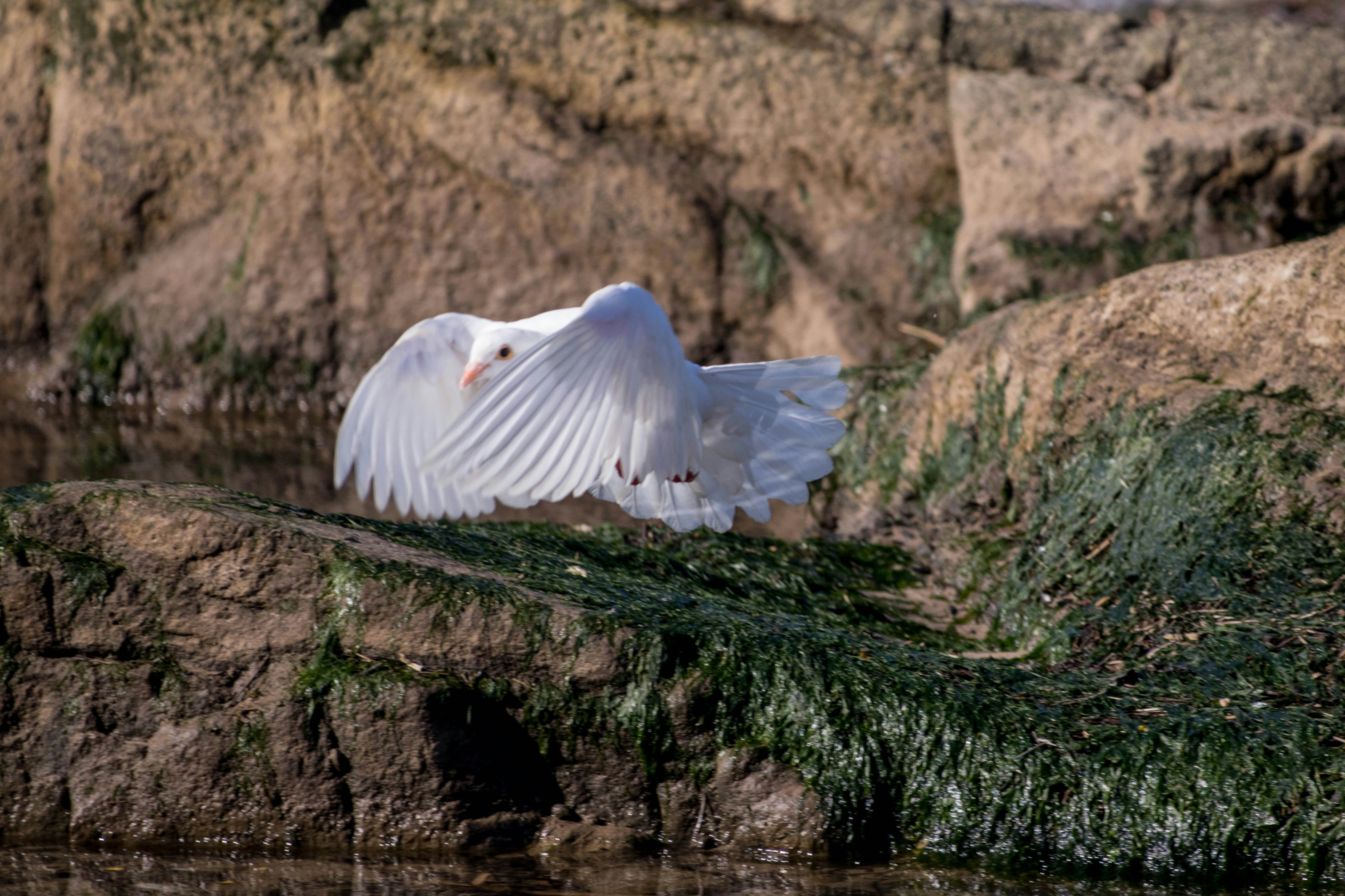 white bird on brown rock