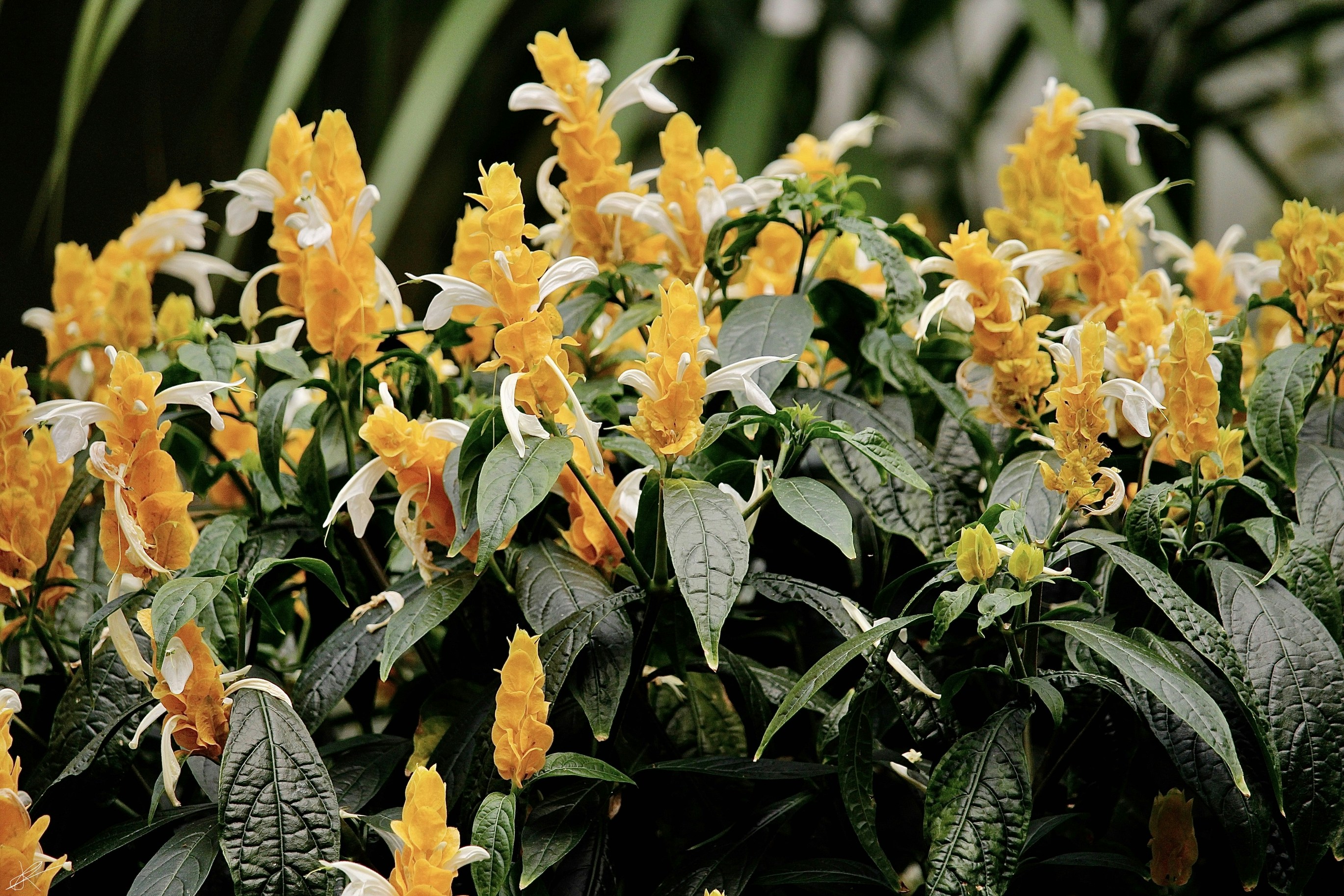 Golden Spires Among Dark Green Leaves