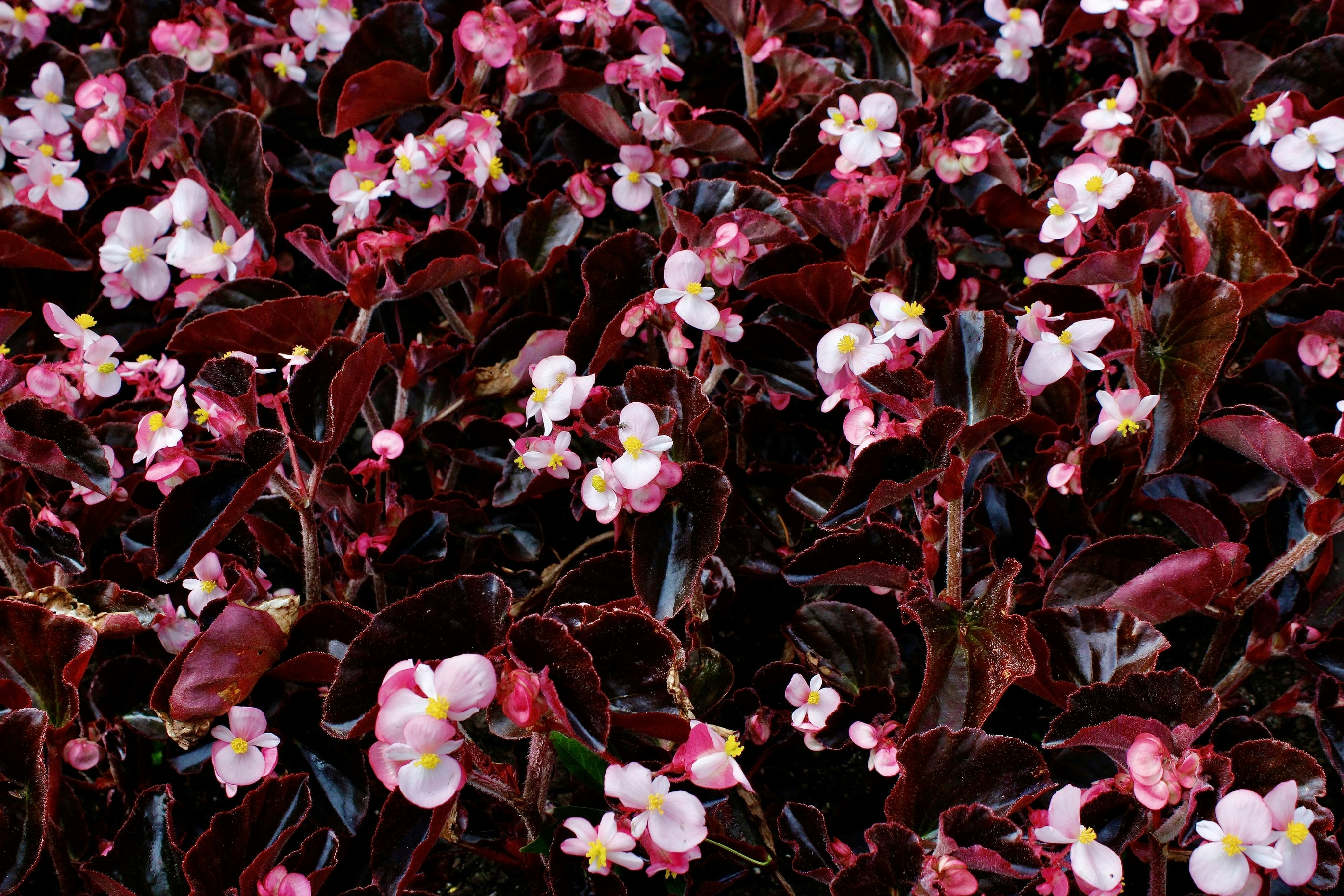 Crimson Foliage and Tiny Begonia Blooms: A Velvet Close-Up