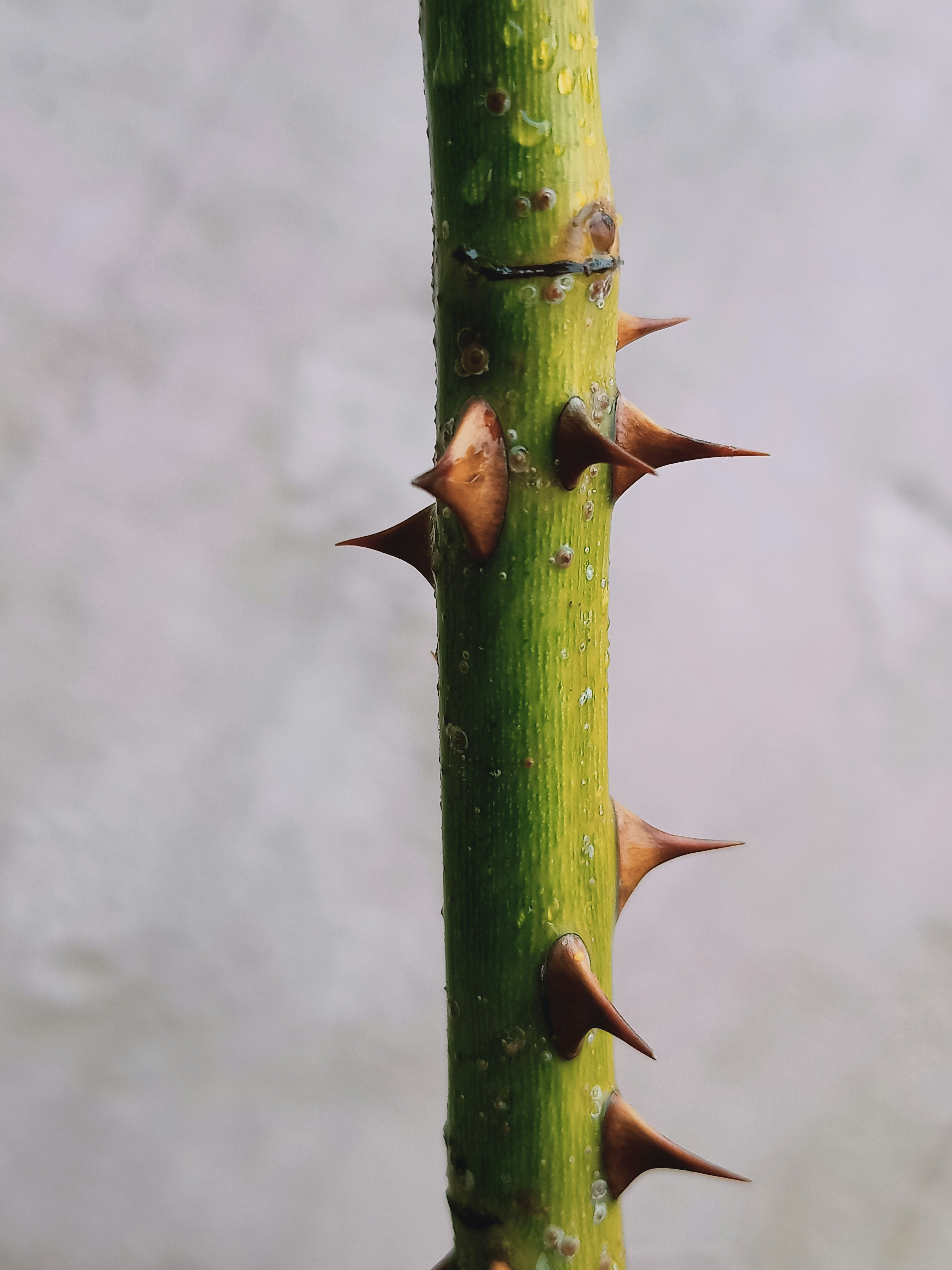 Verdant Spine: Macro Portrait of a Thorny Green Stem