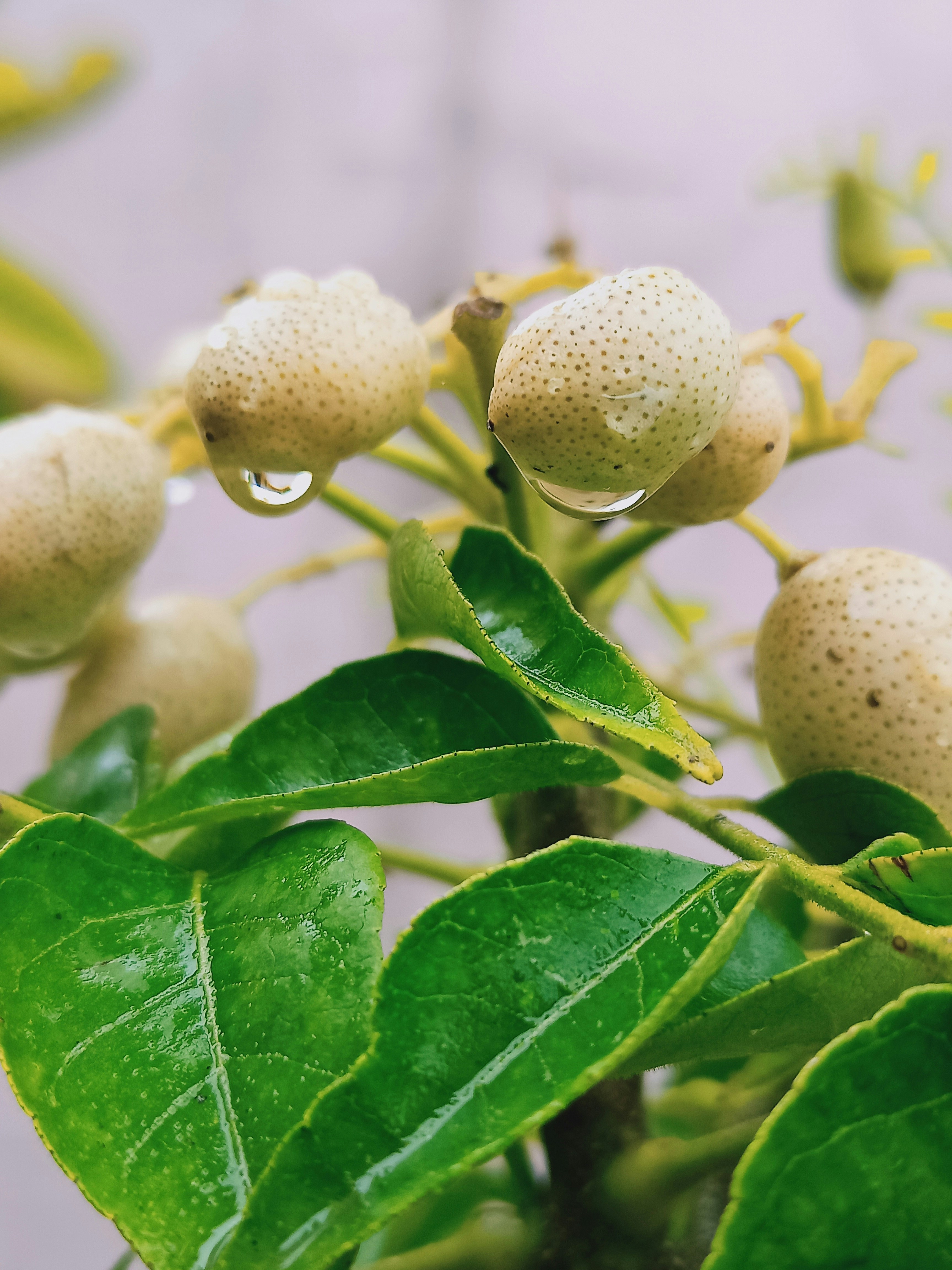 Foto Fruto redondo verde con hojas verdes – Imagen Planta gratis en ...