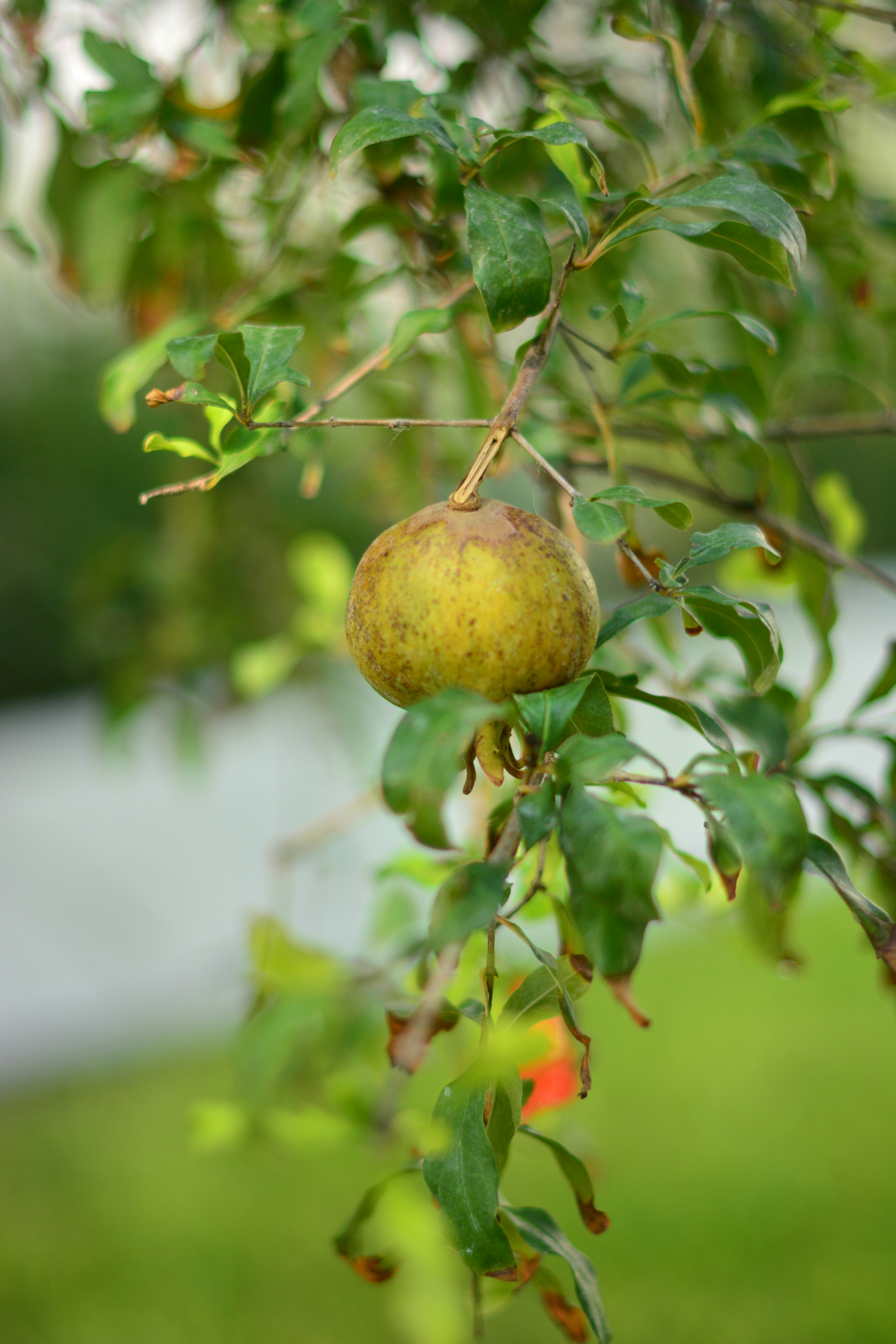 Single Quince Pendant in a Velvet Green Backyard