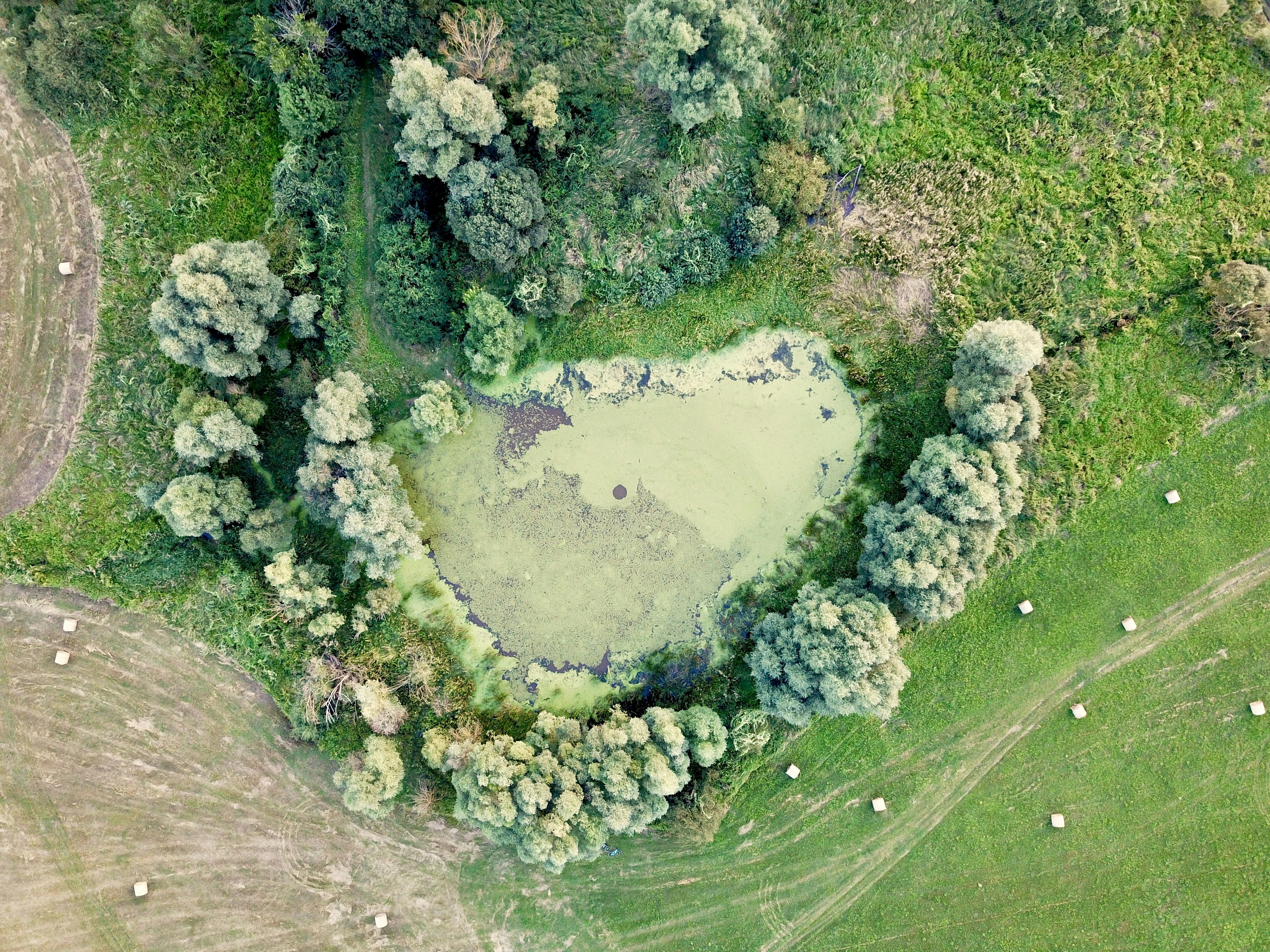 Circular pond framed by a tree ring in a sunlit clearing