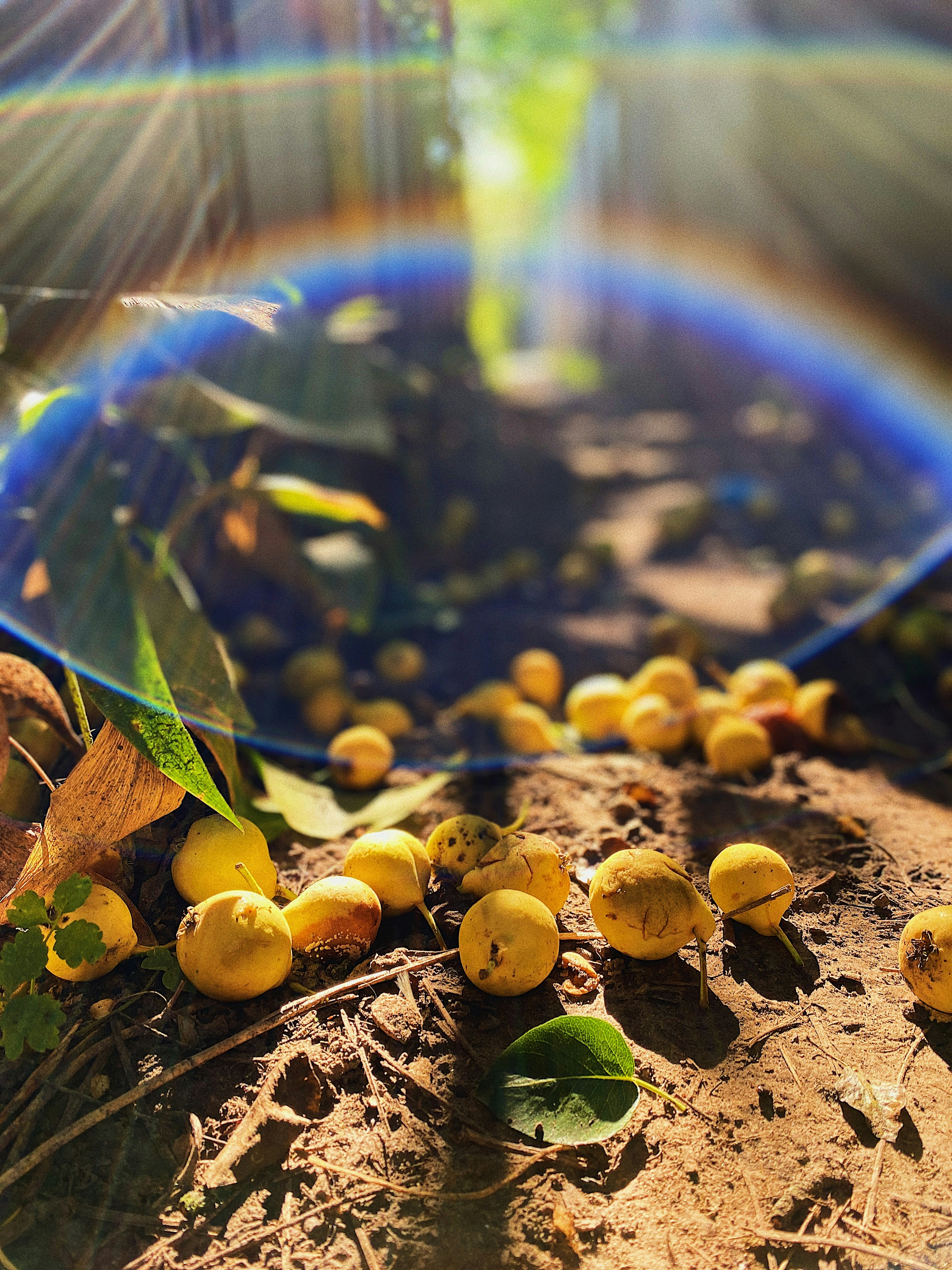 Haloed Ground Harvest: Sunlit Yellow Fruits under a Ring of Color