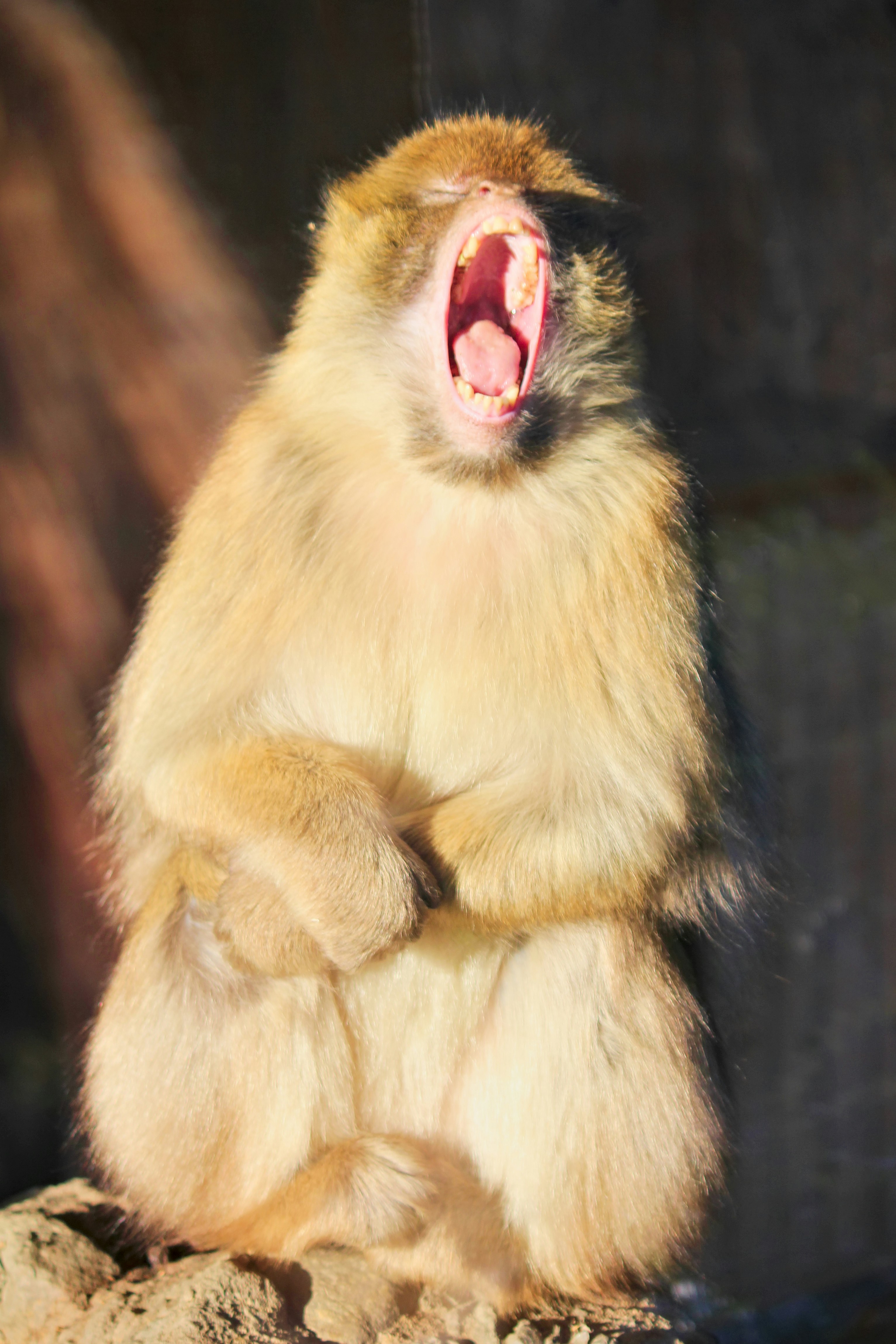 Primate Feed Meme Pictures | Download Free Images on Unsplash