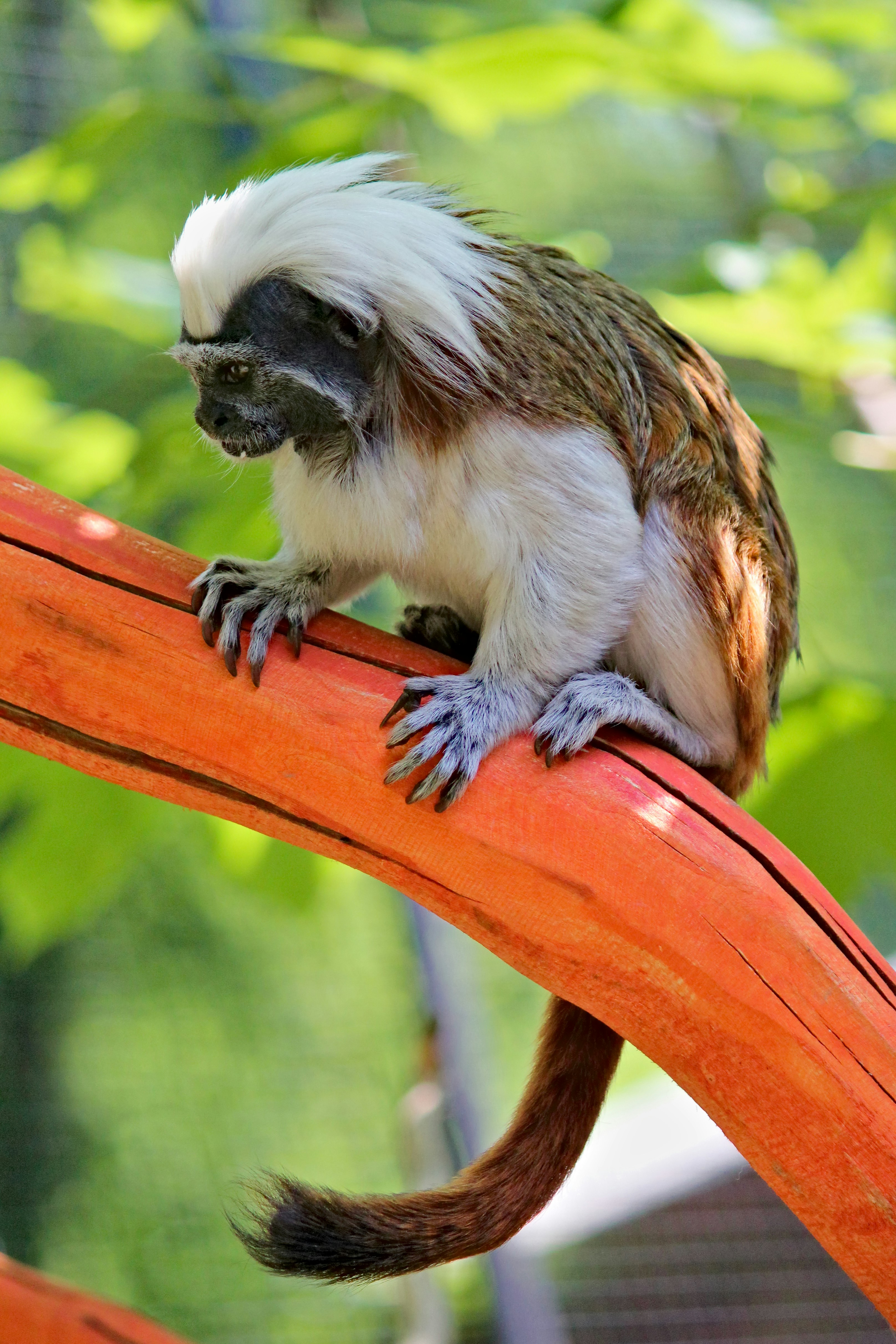 White-Maned Monkey on a Tangerine Arc in Sunlit Greens