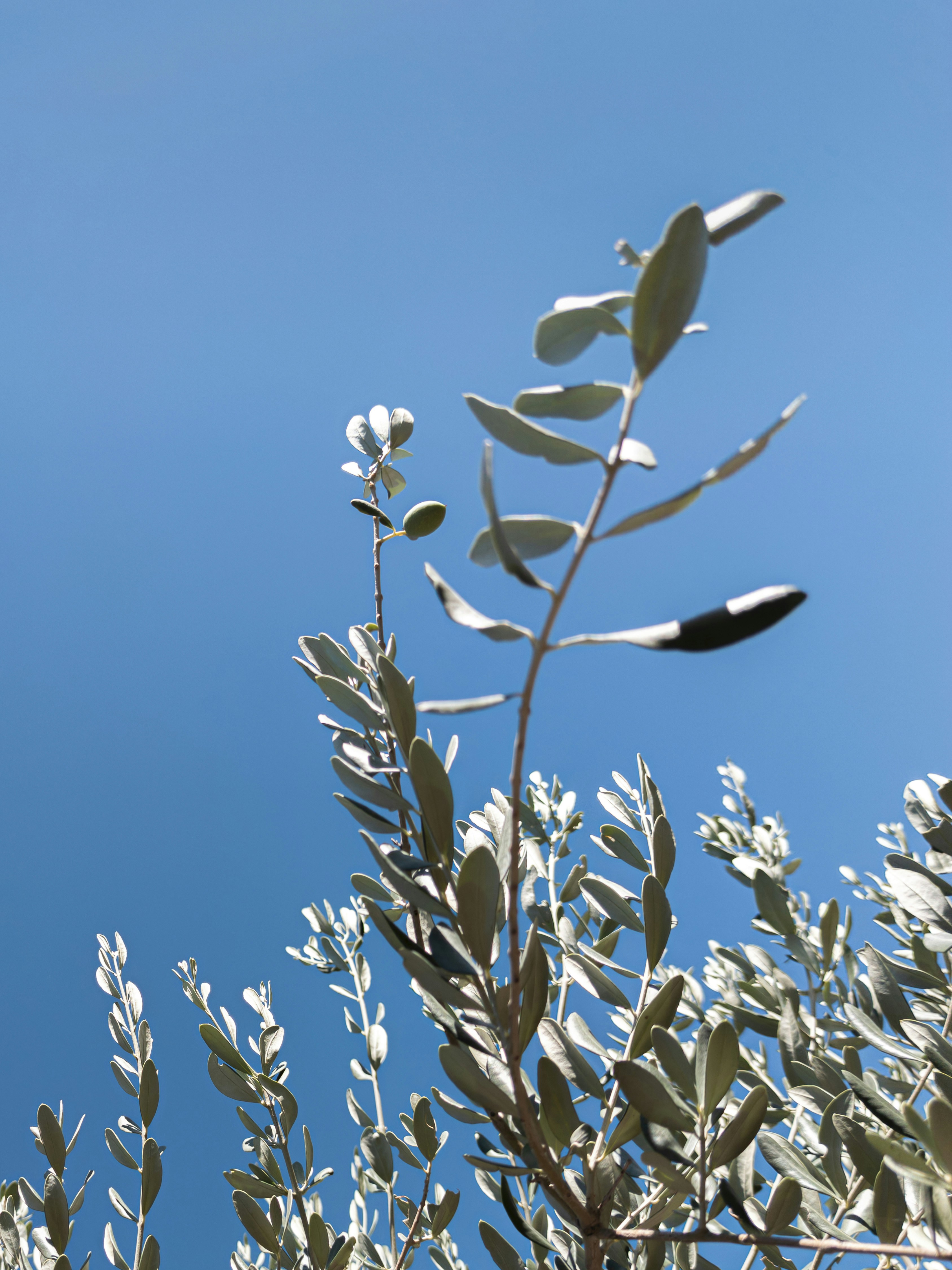 Upward view of olive branches reaching toward a clear blue sky, their silvery-green leaves catching bright sunlight. A natural-light photograph focusing on branching structure and leaf texture.