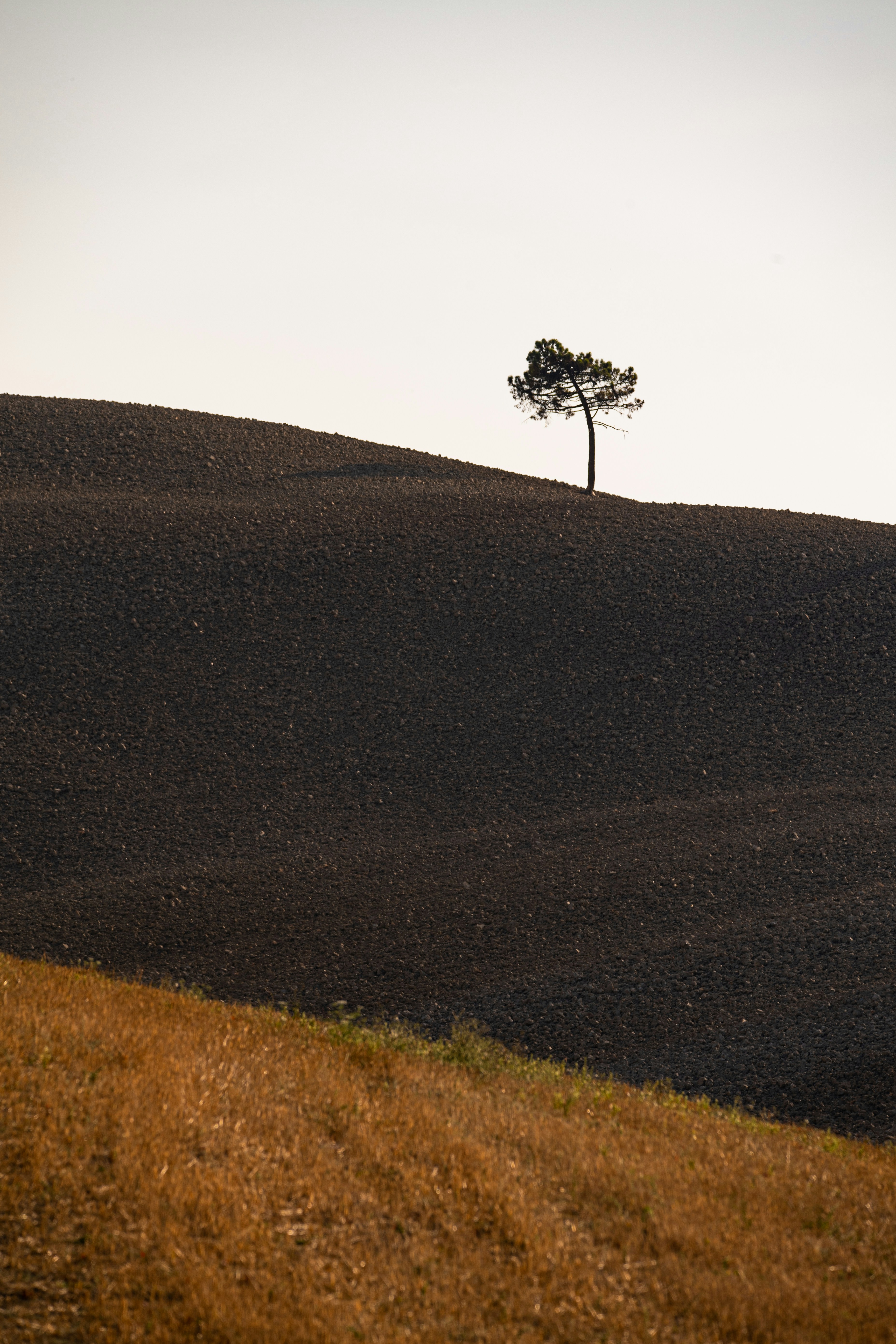 Solitary tree on a dark, textured hillside beneath a pale, empty sky.