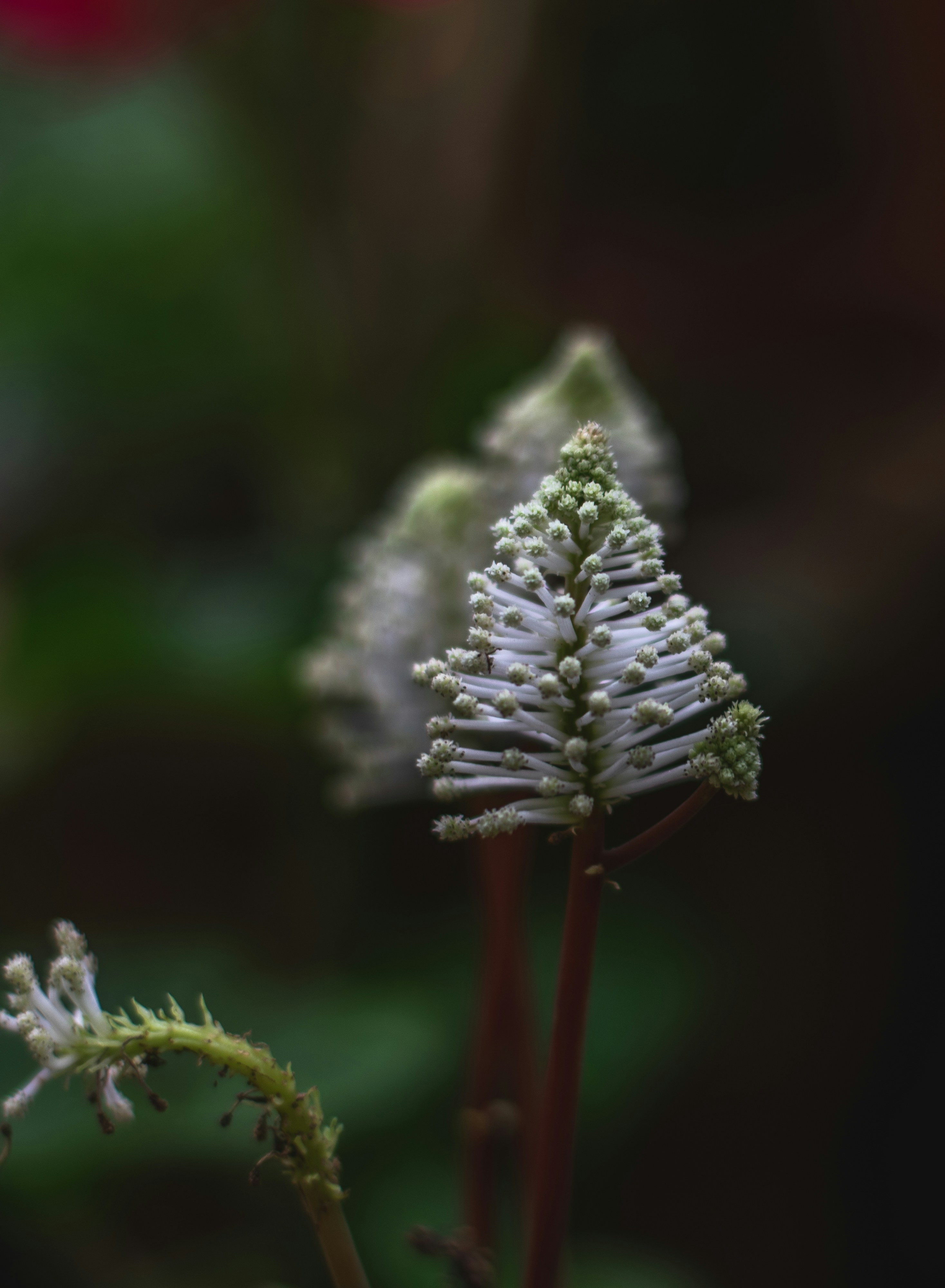 Close-up of a delicate flowering plant showcasing intricate white blossoms against a blurred green backdrop.