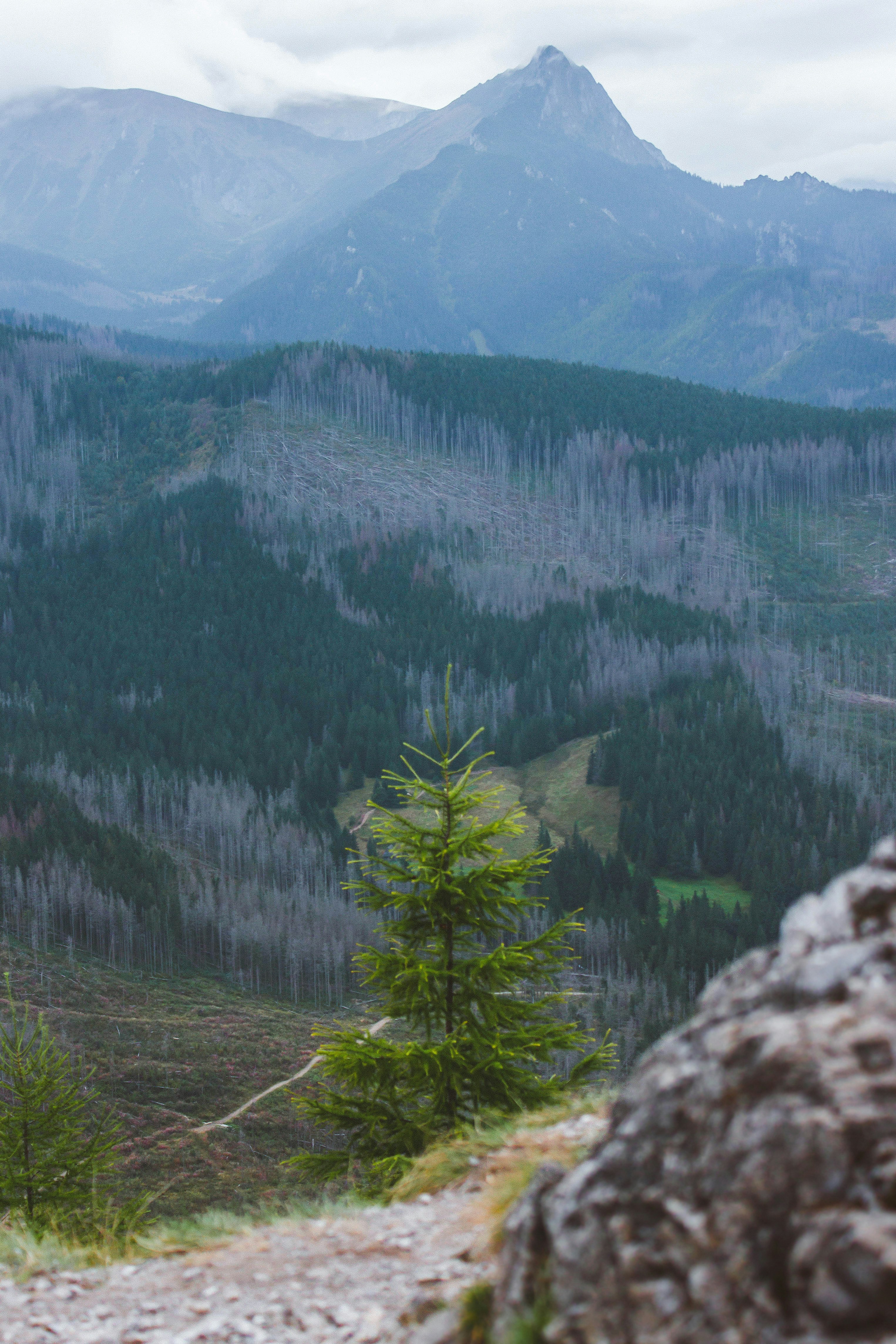 Mountain Tree Pictures | Download Free Images on Unsplash