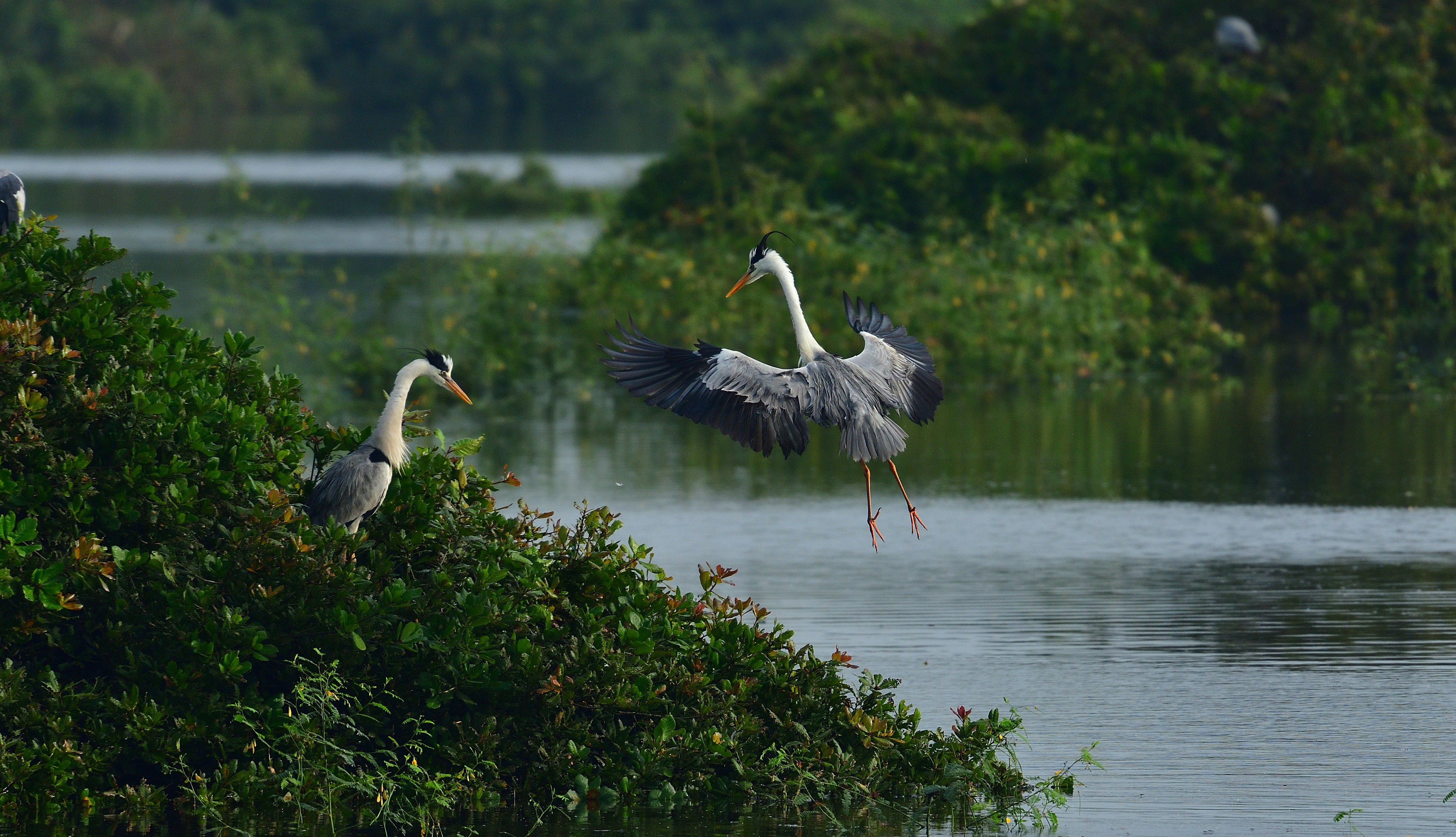 Wingbeat Moment: Heron Lift-Off Over a Calm Wetland