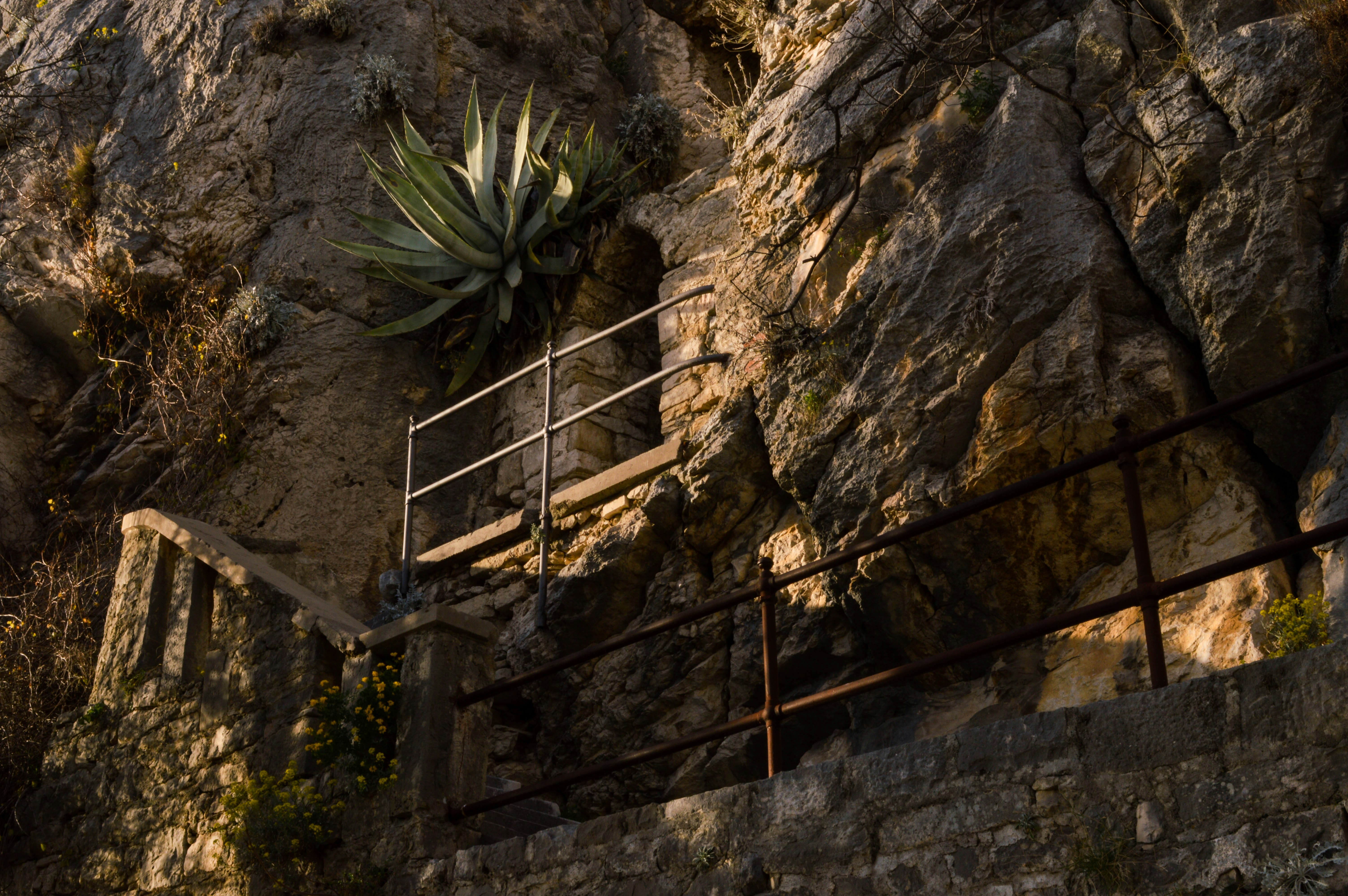 Succulent Sentinel on a Sunlit Cliffside Rail