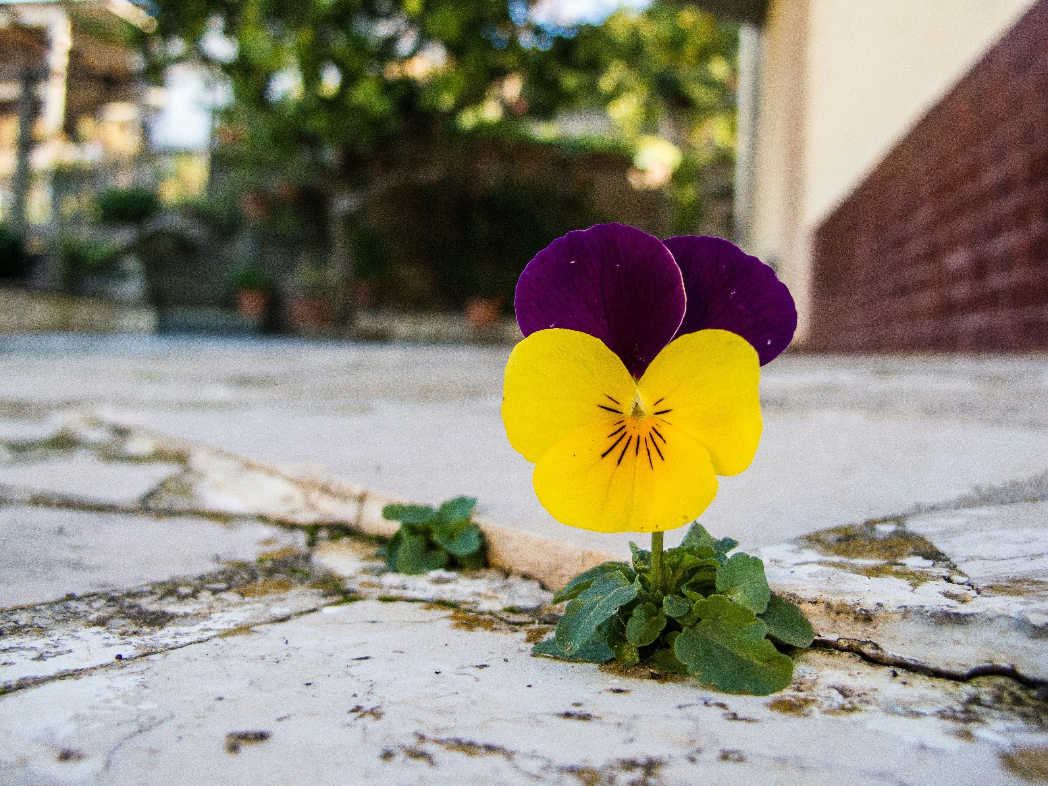 Yellow and purple flower growing through cracks in gray concrete.