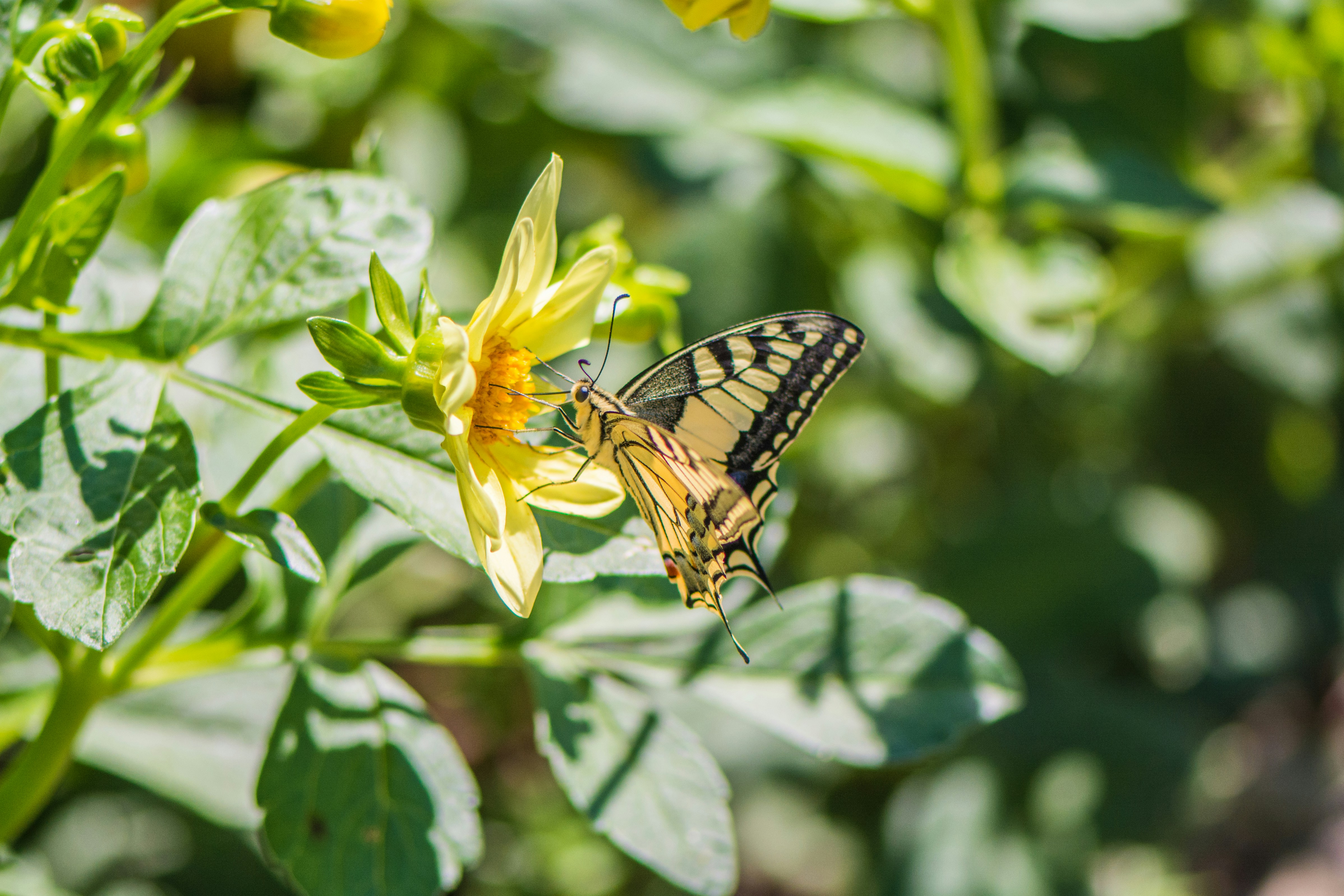 Swallowtail on a sunlit yellow bloom in a garden