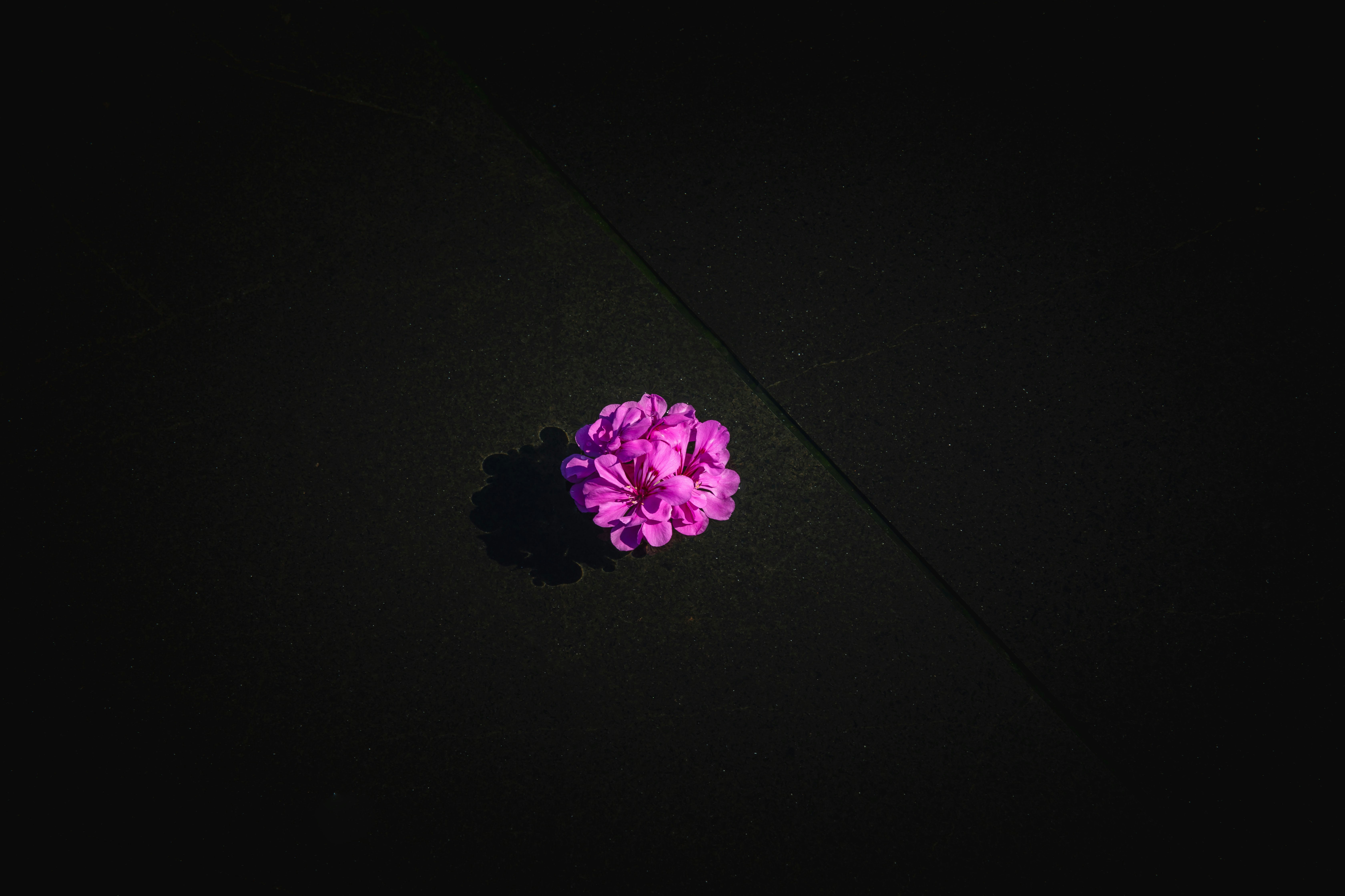 Lone Blossom in Shadows