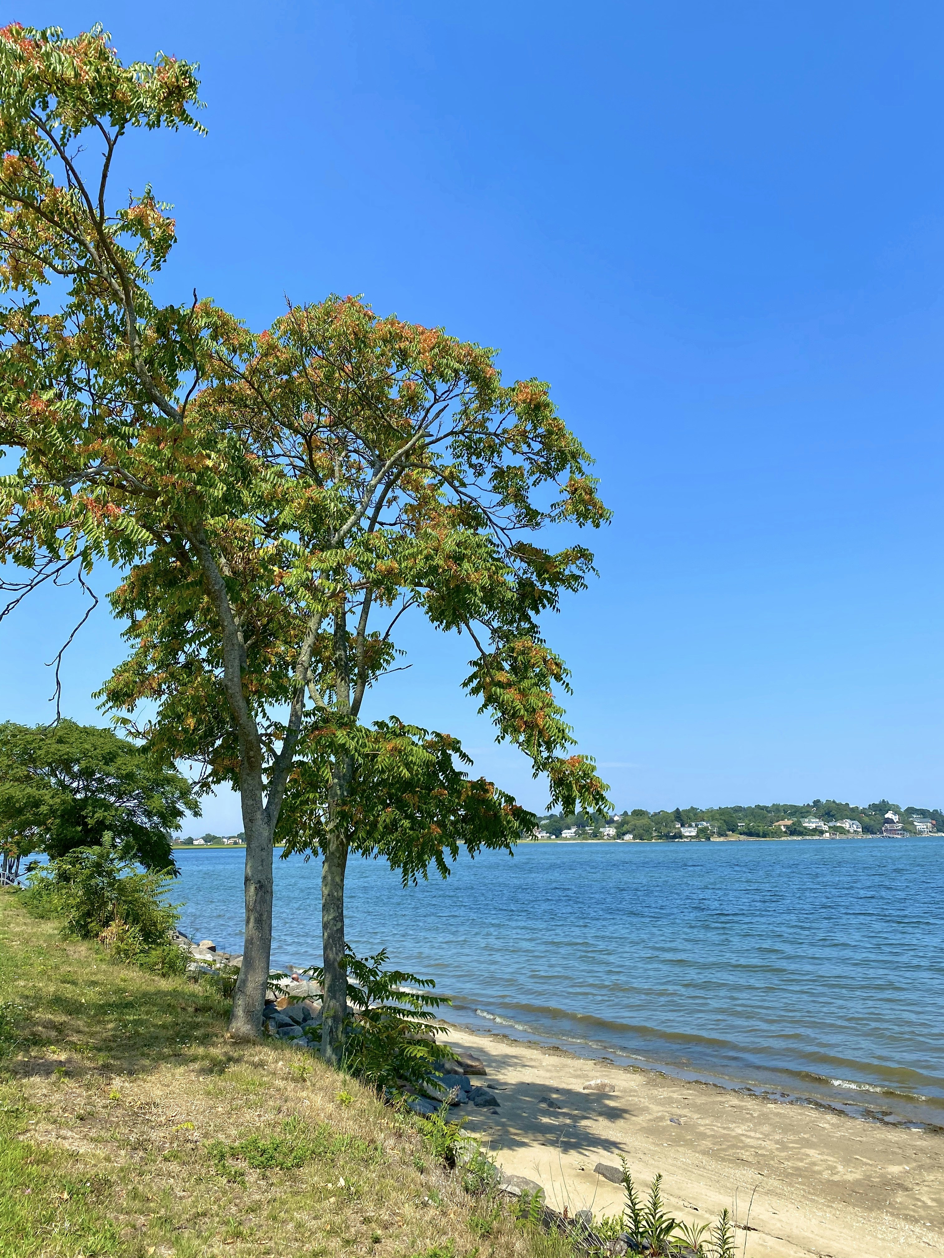 Lone Riverside Tree Framing a Quiet Blue Horizon