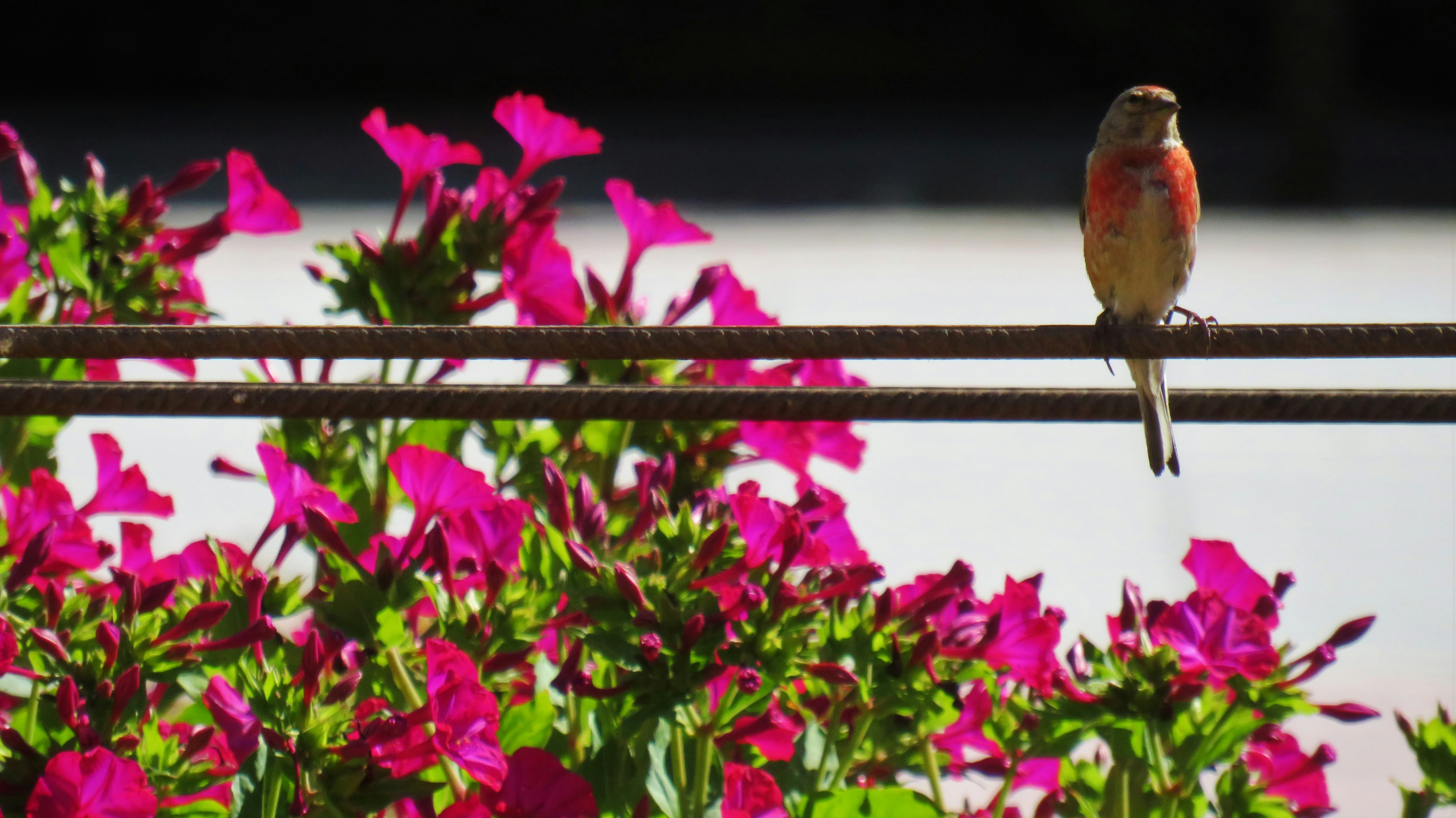 Crimson Perch on a Wire, Amid Magenta Bougainvillea