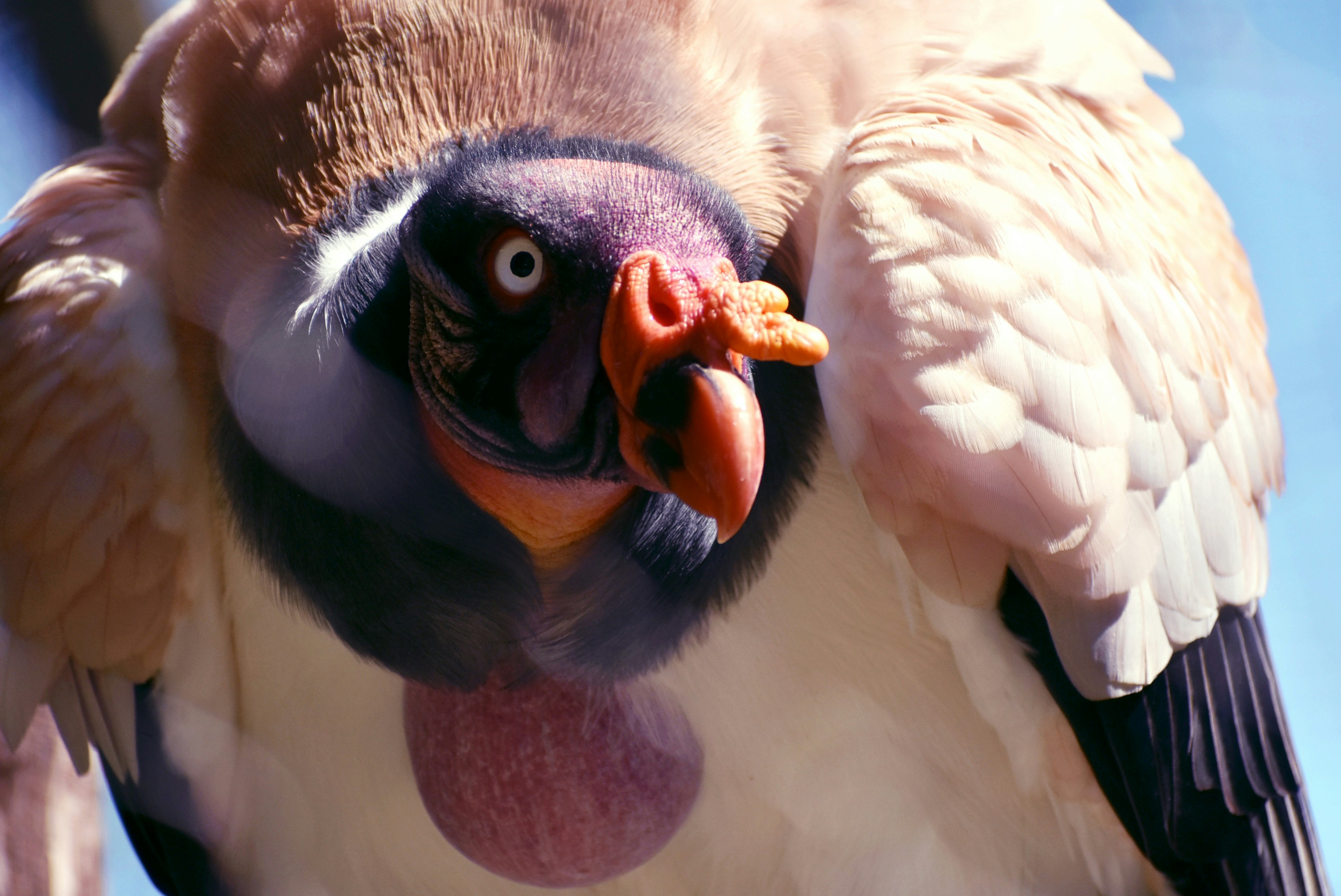Sunlit Stare: Close-Up Portrait of a King Vulture's Vivid Face