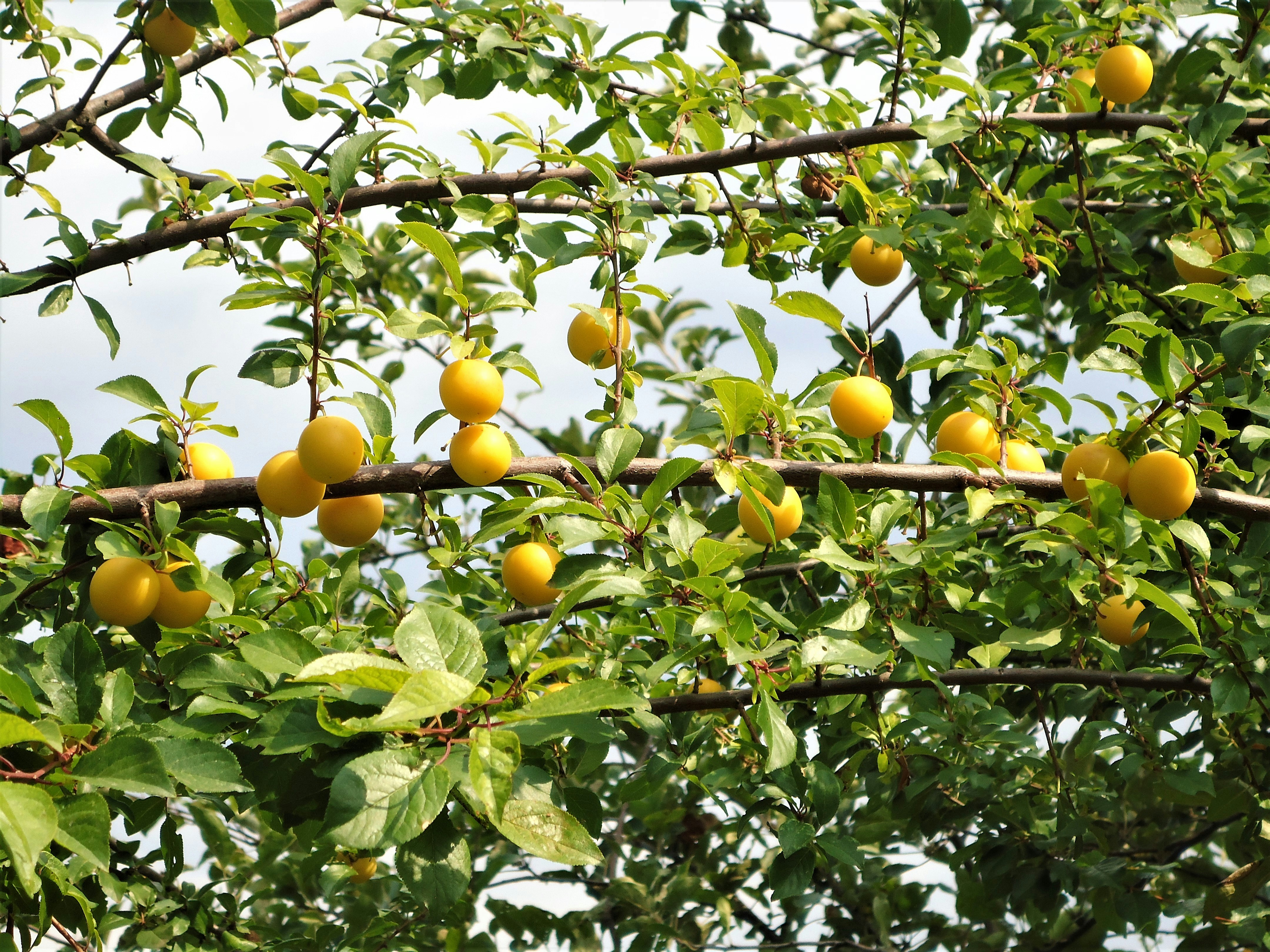 Yellow round fruits on tree during daytime photo – Free Plant Image on ...