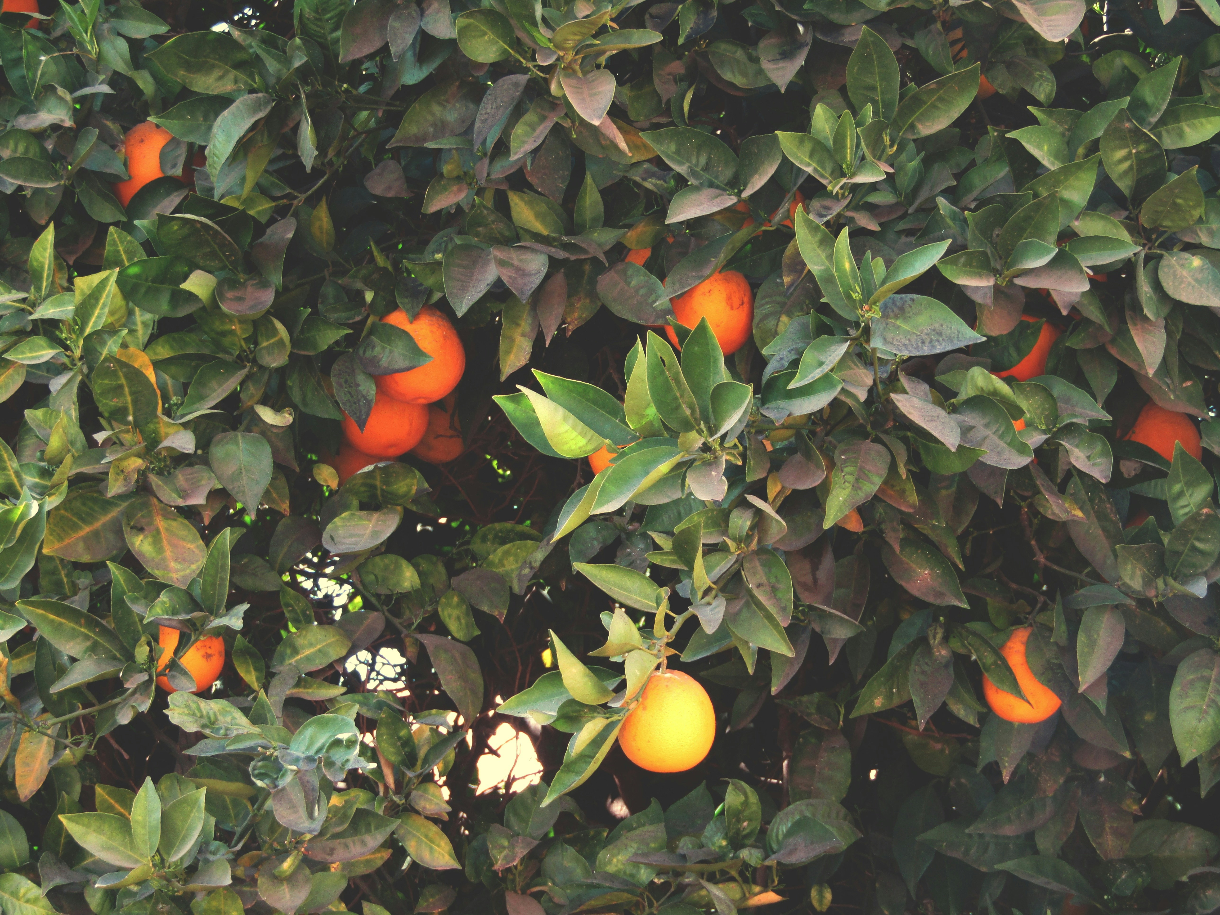 Vibrant oranges nestled among lush green leaves on a fruit-laden tree.