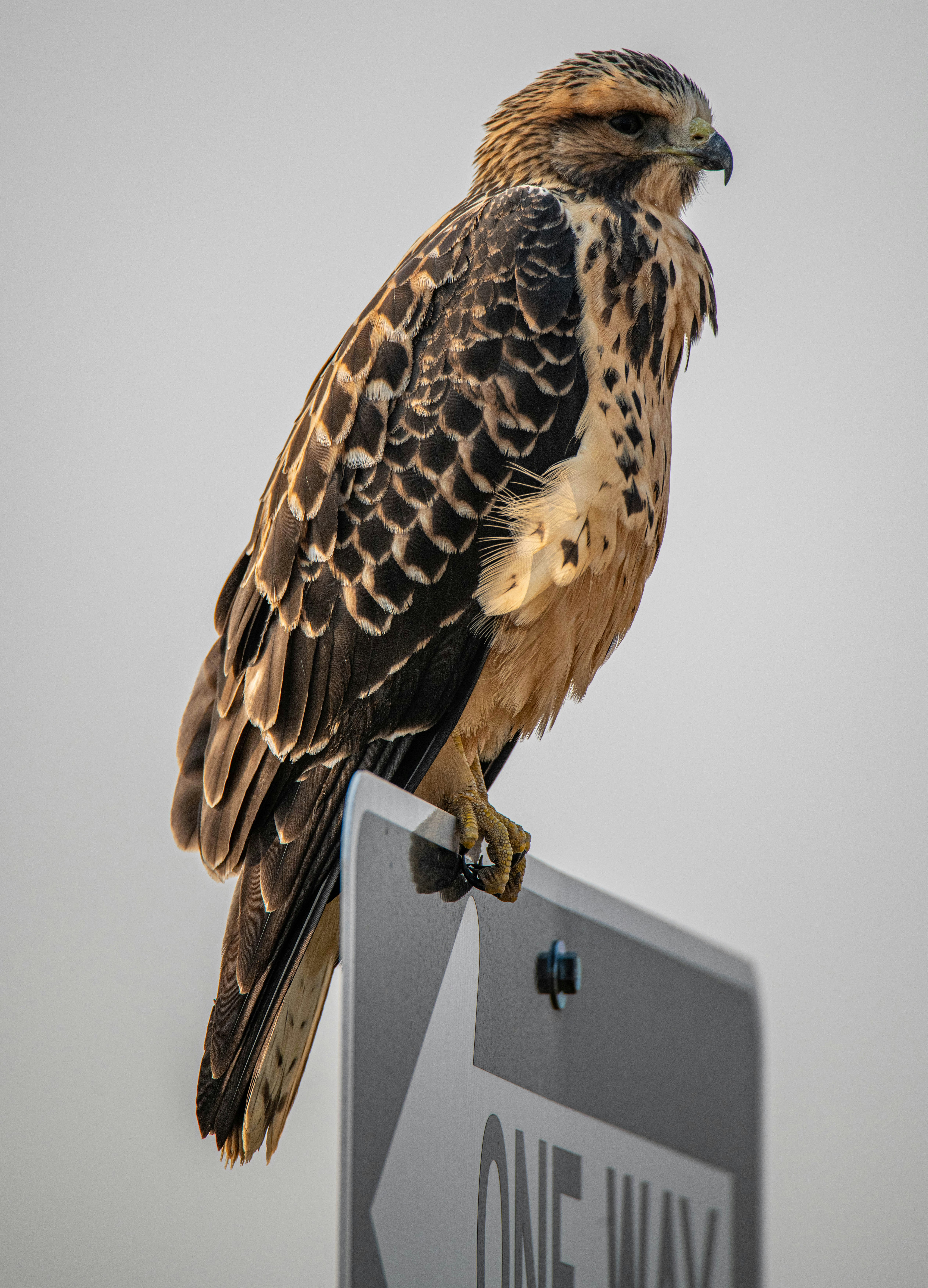 Raptor Perched Above a Street Sign