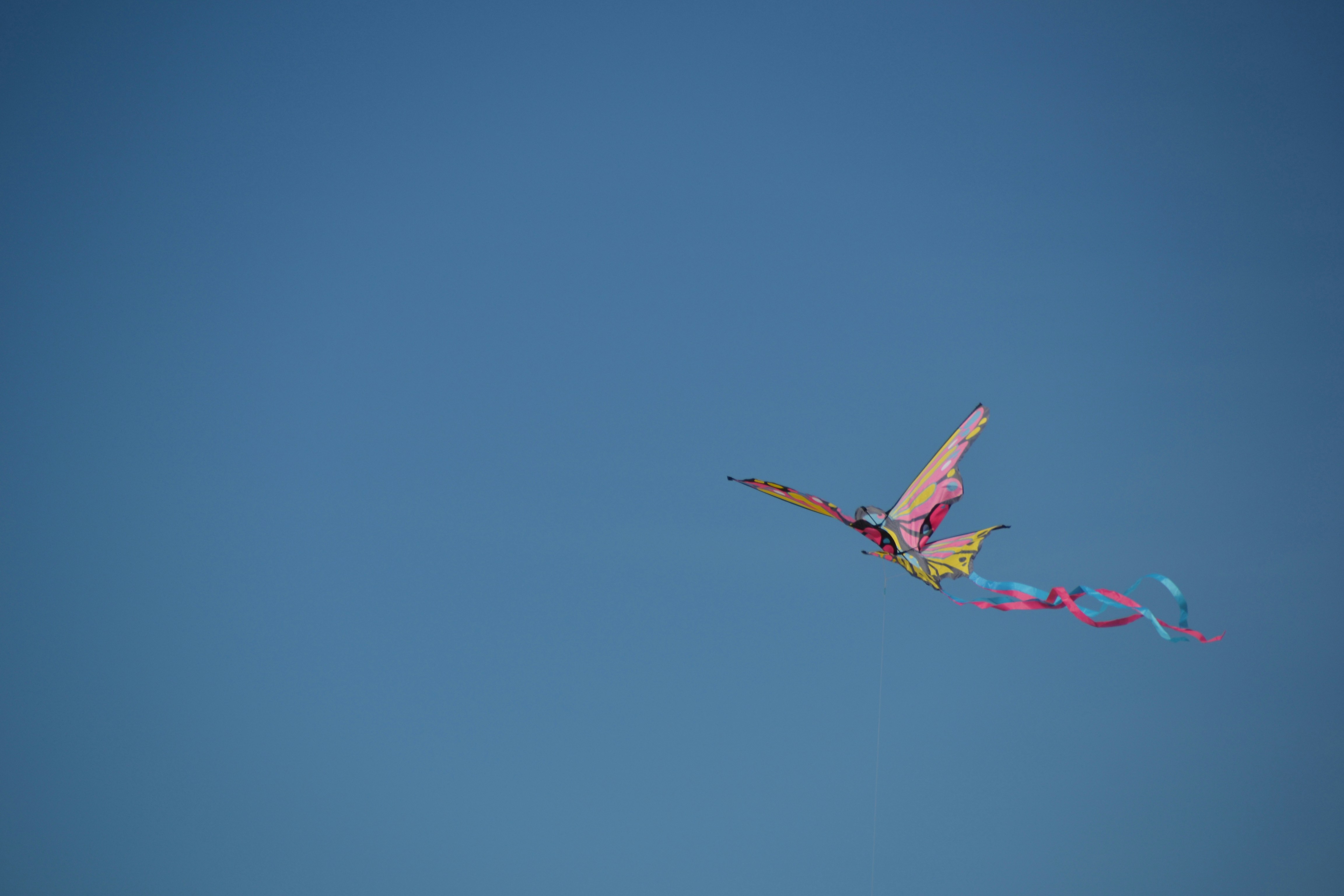 red and white bird flying under blue sky during daytime