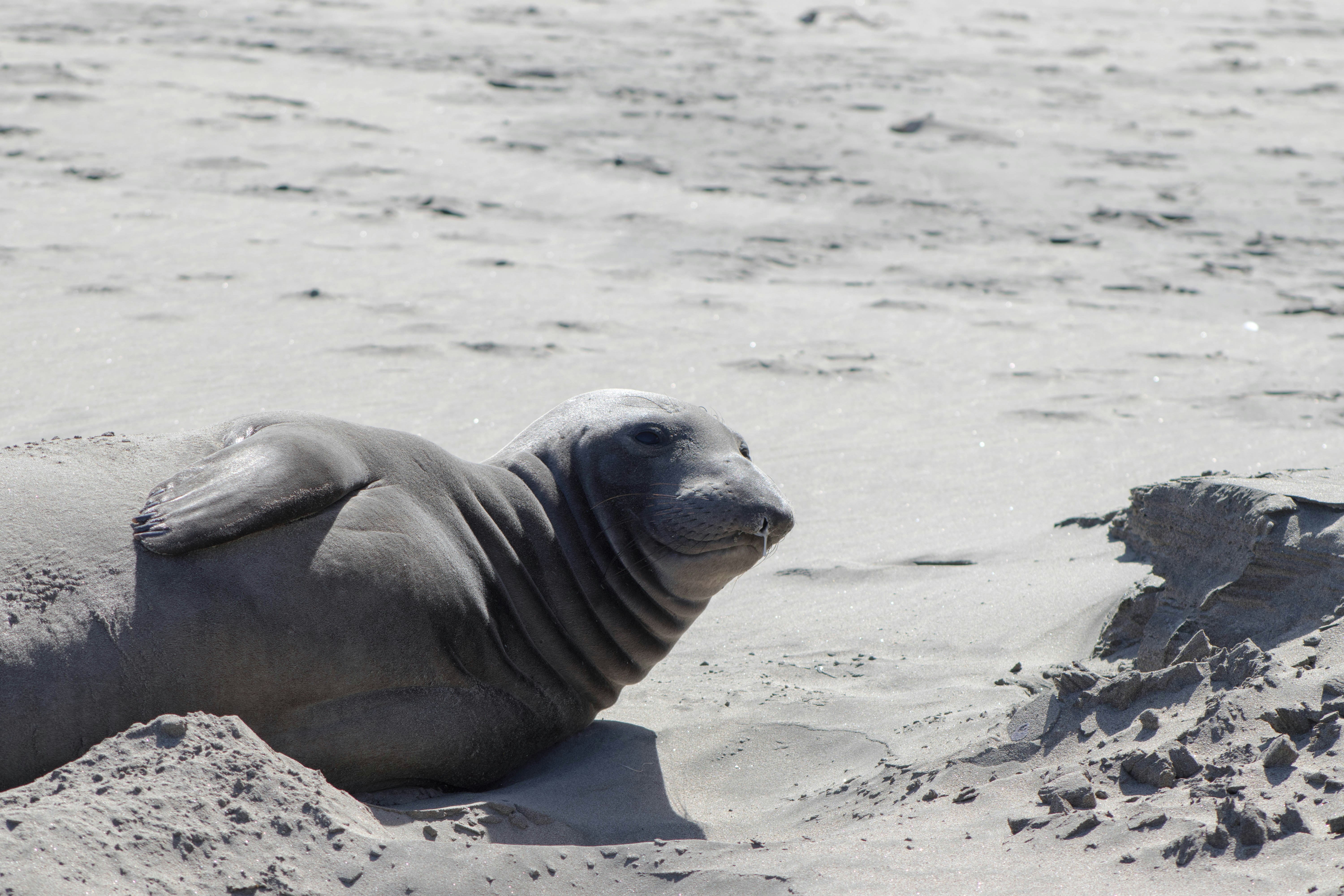 Whispering dunes cradle a harbor seal's calm watch