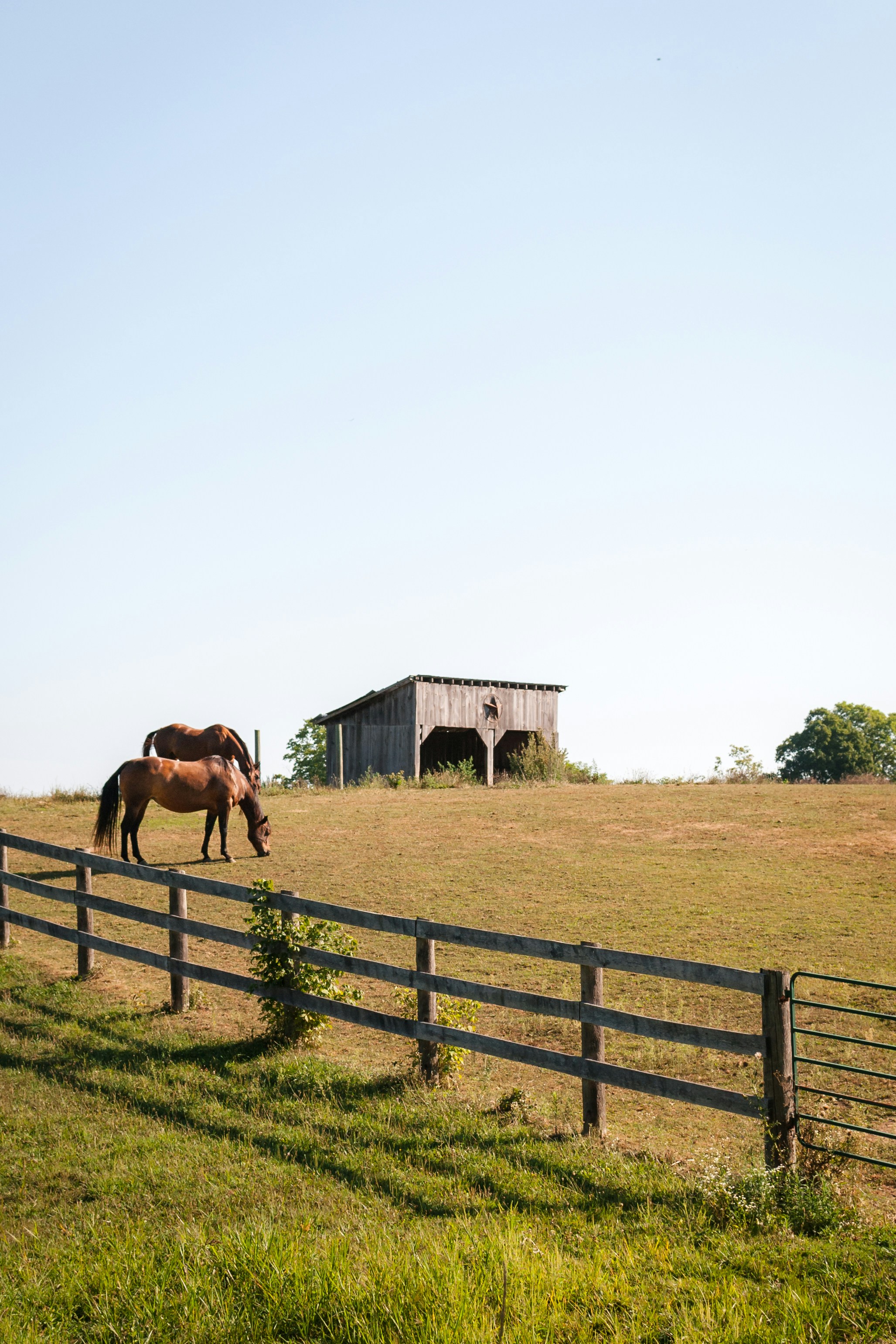 Horse Barn Wallpaper