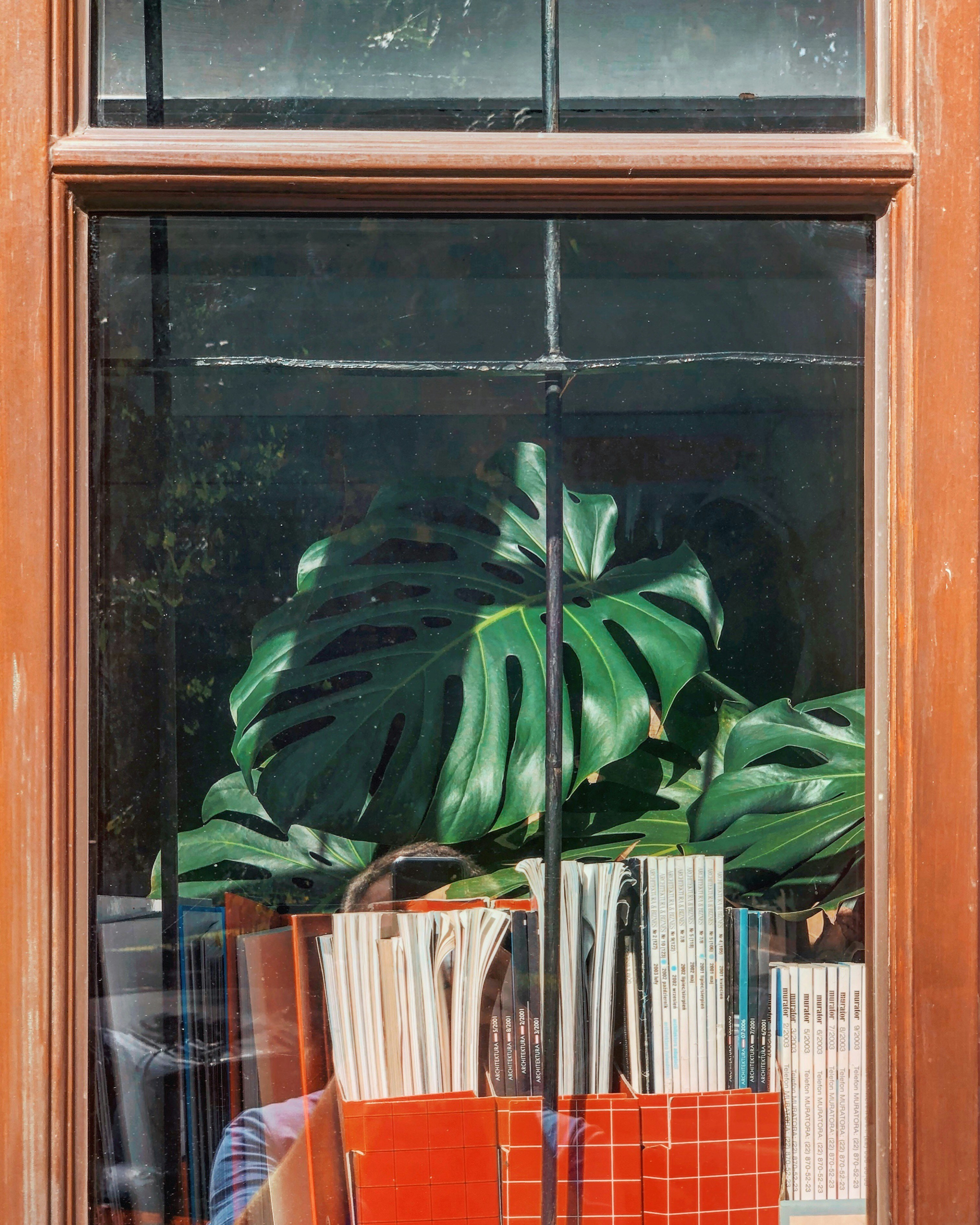 Lush green monstera leaves reflect in a window, showcasing a collection of books in vibrant orange and white. The scene blends indoor and outdoor elements seamlessly.