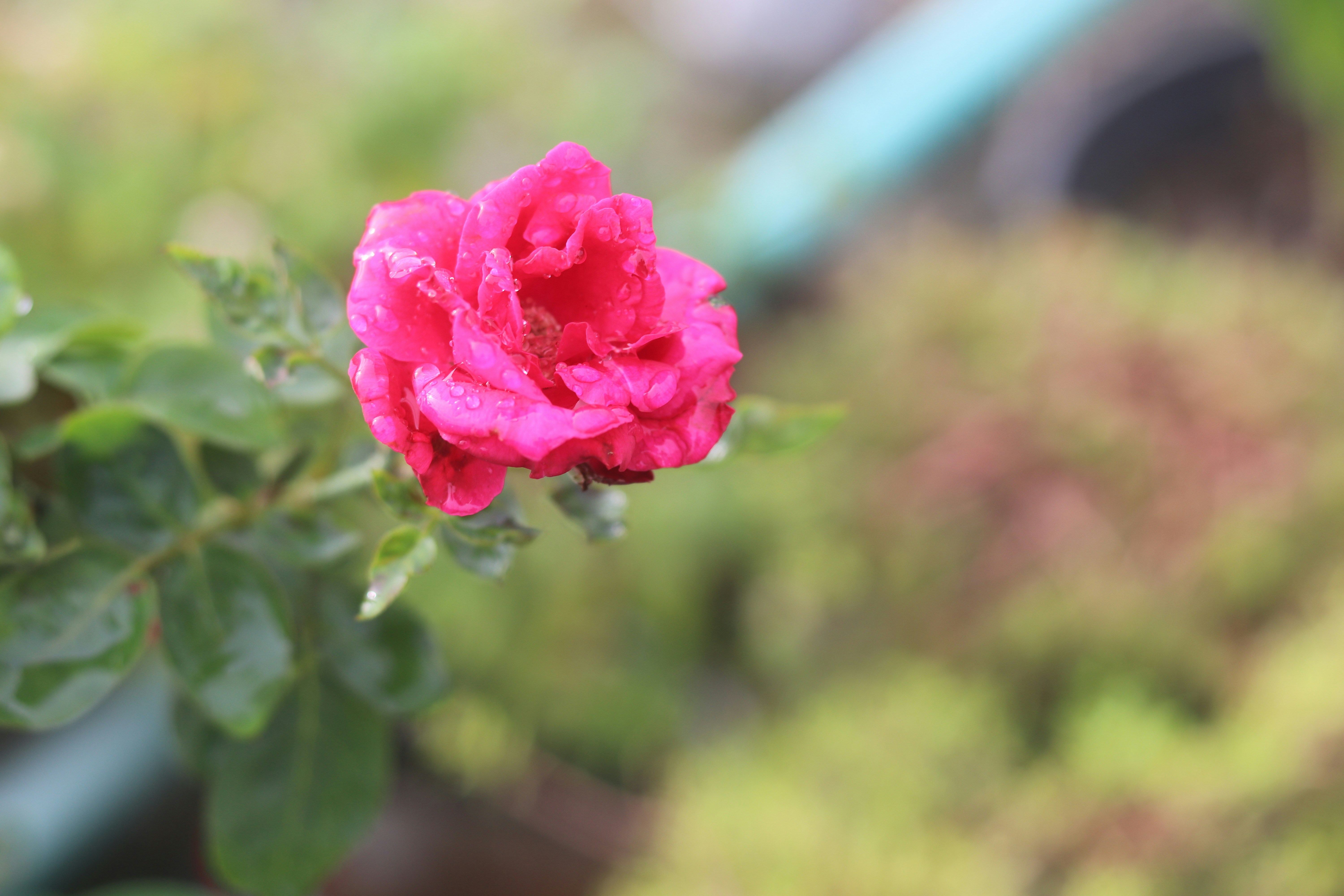 Rose Background Pictures | Download Free Images on Unsplash