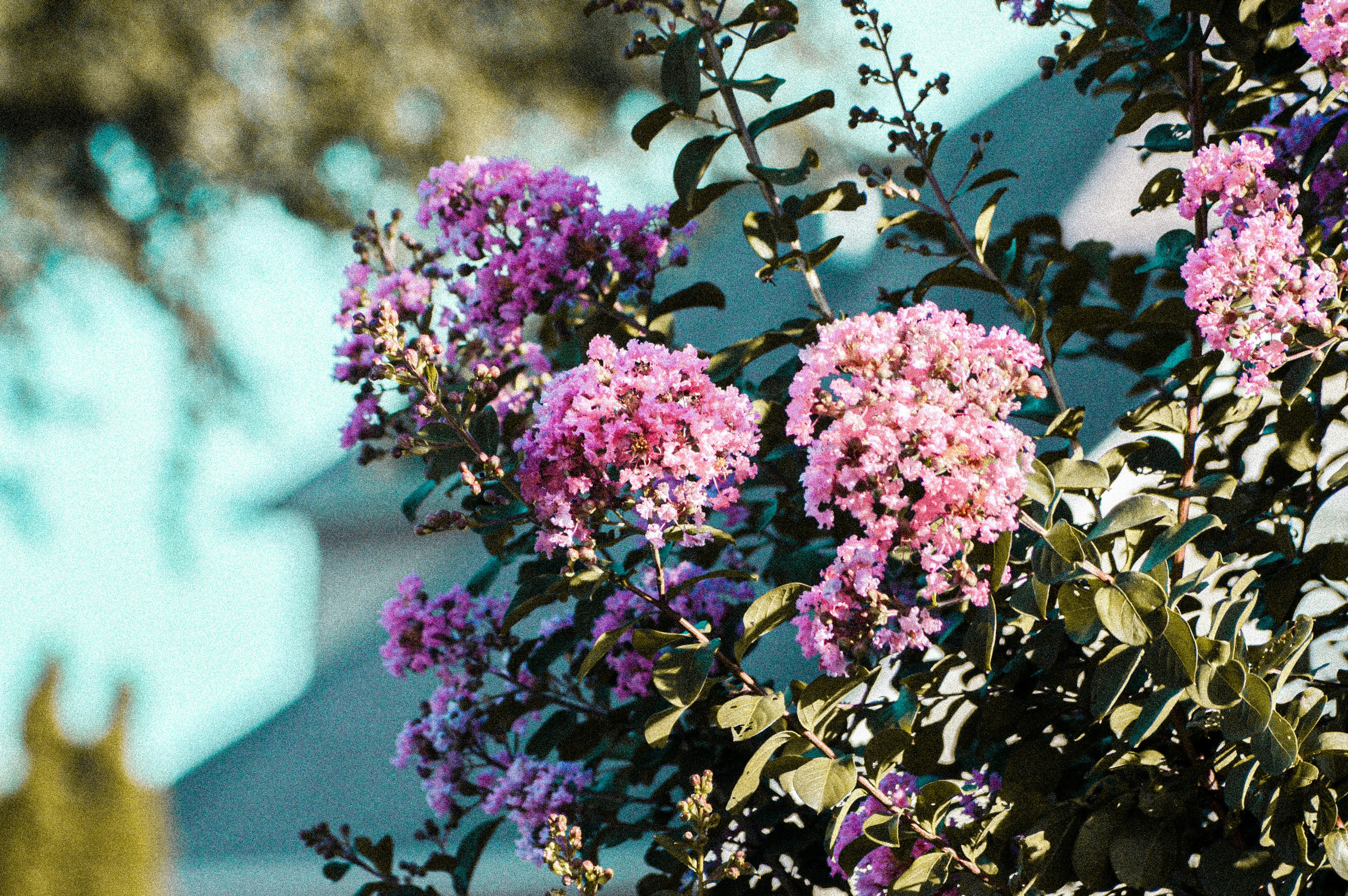 Pink flowers in tilt shift lens photo – Free Flower Image on Unsplash