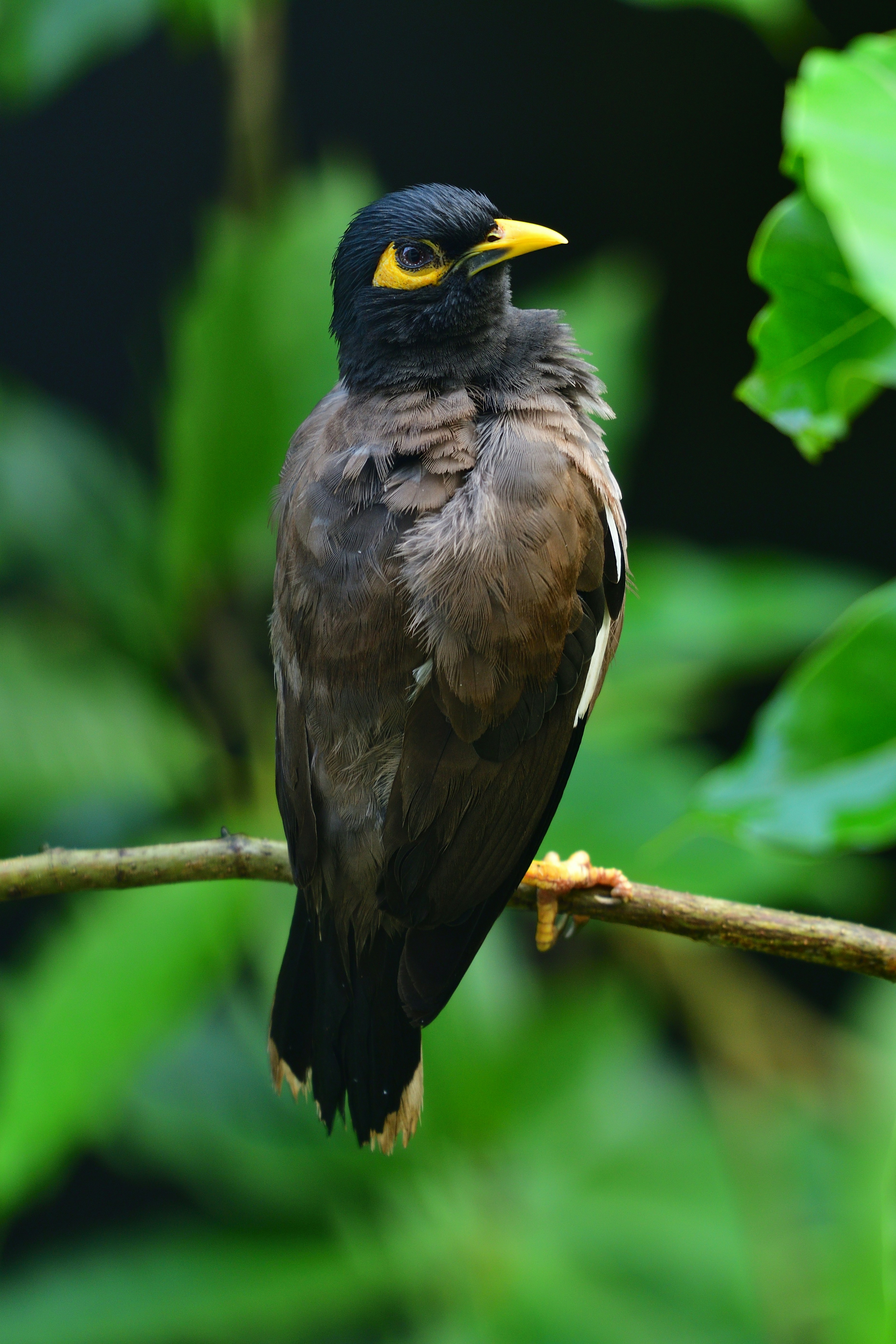 A myna perched gracefully on a branch, surrounded by lush green foliage. Its striking yellow eye patches contrast beautifully with its dark plumage.