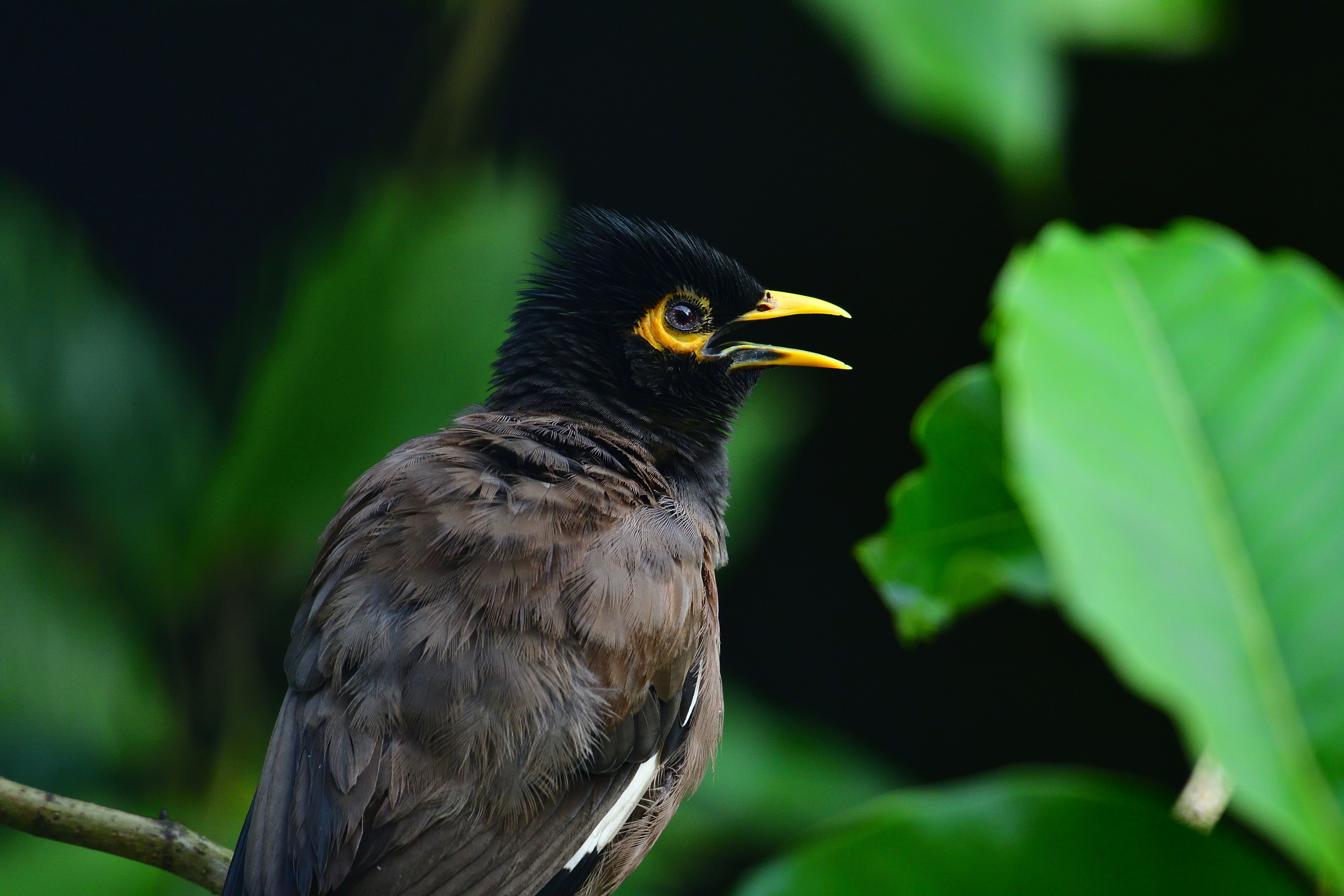 A myna perched on a branch, vocalizing amidst lush green foliage. The vibrant colors and intricate feather details highlight its natural beauty.