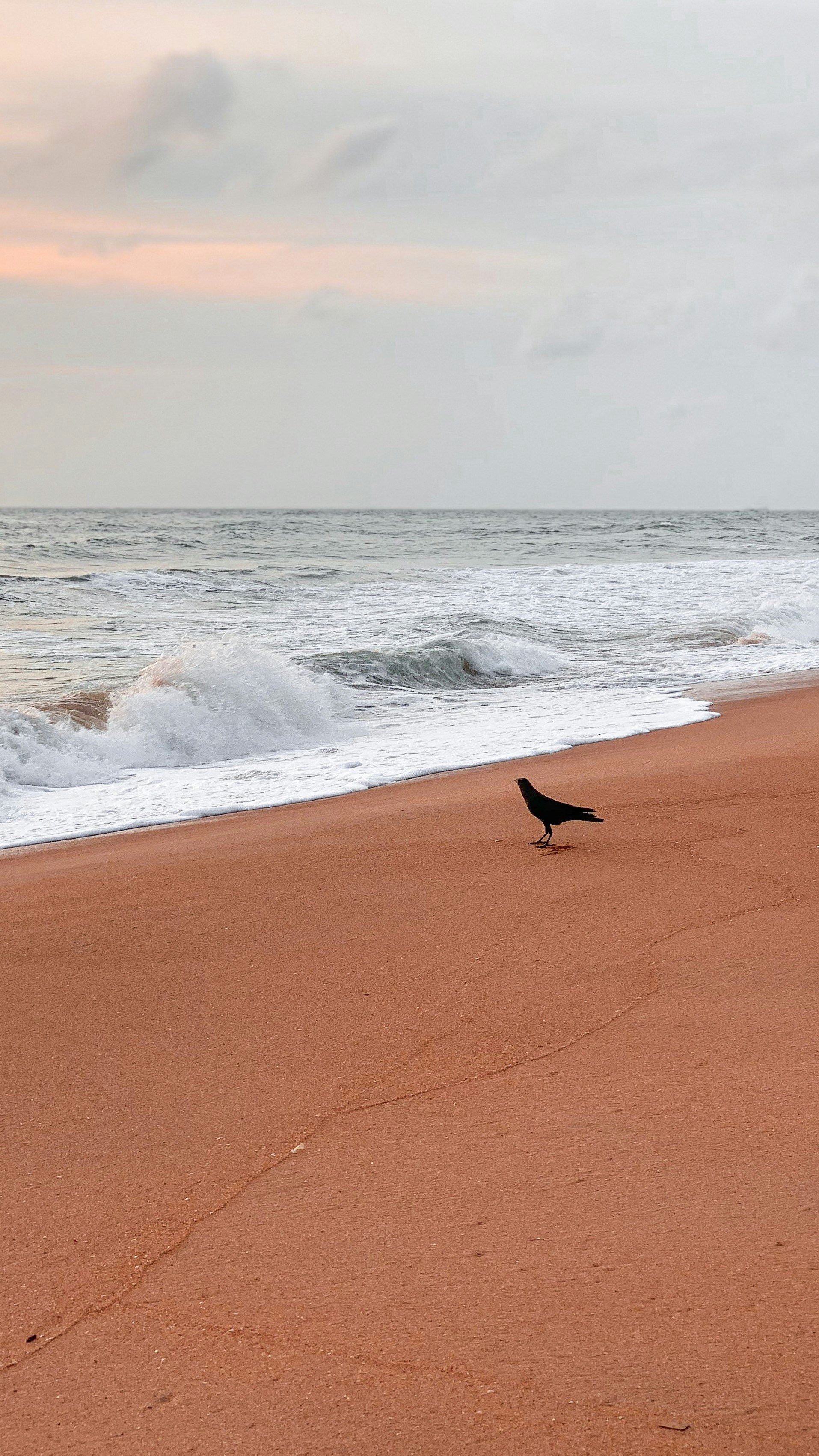A black bird stands alone on a sandy beach, observing the gentle waves lapping at the shore during twilight.