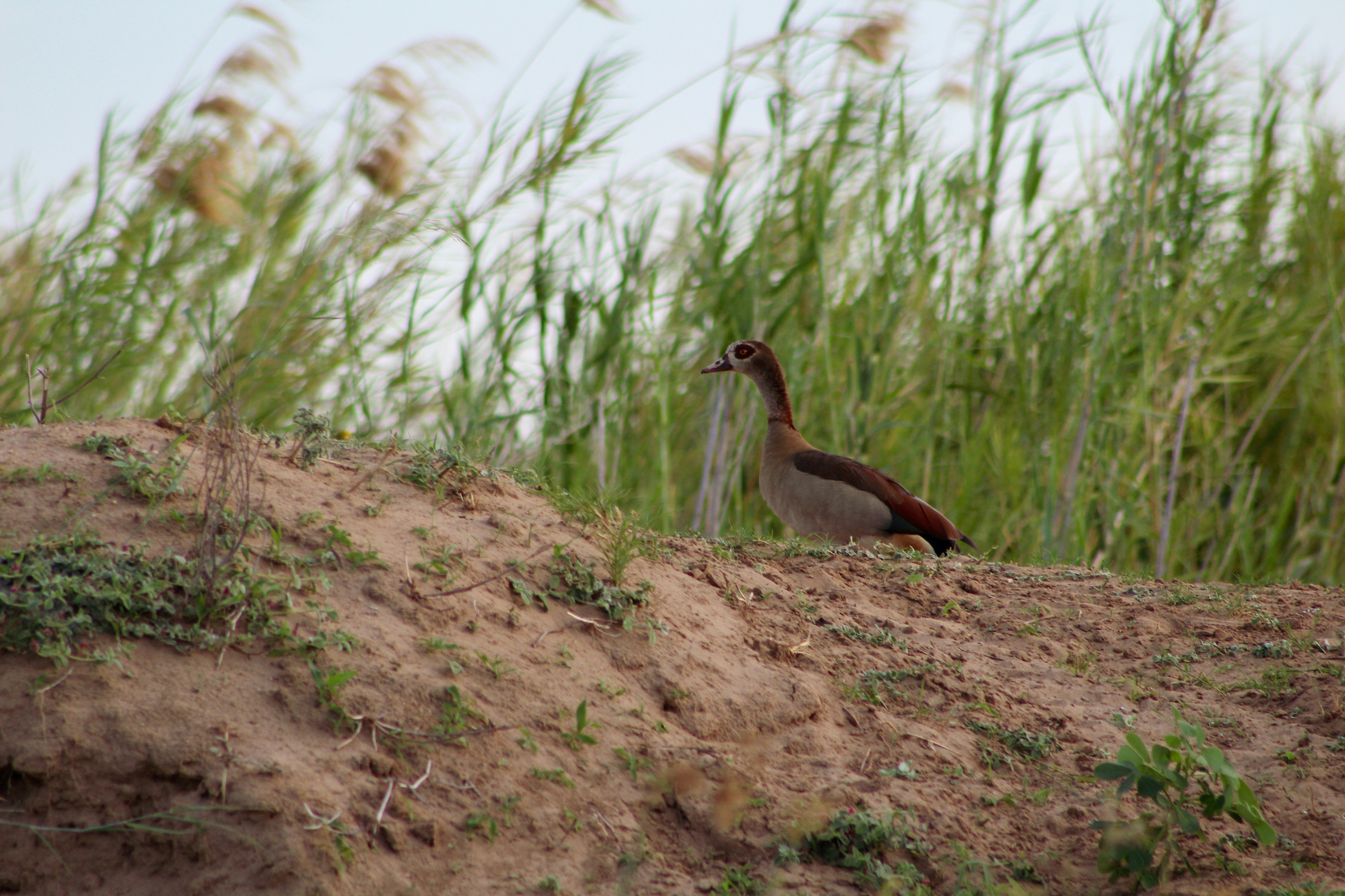 Solitary Waterhen on a sun-warmed embankment framed by tall grasses