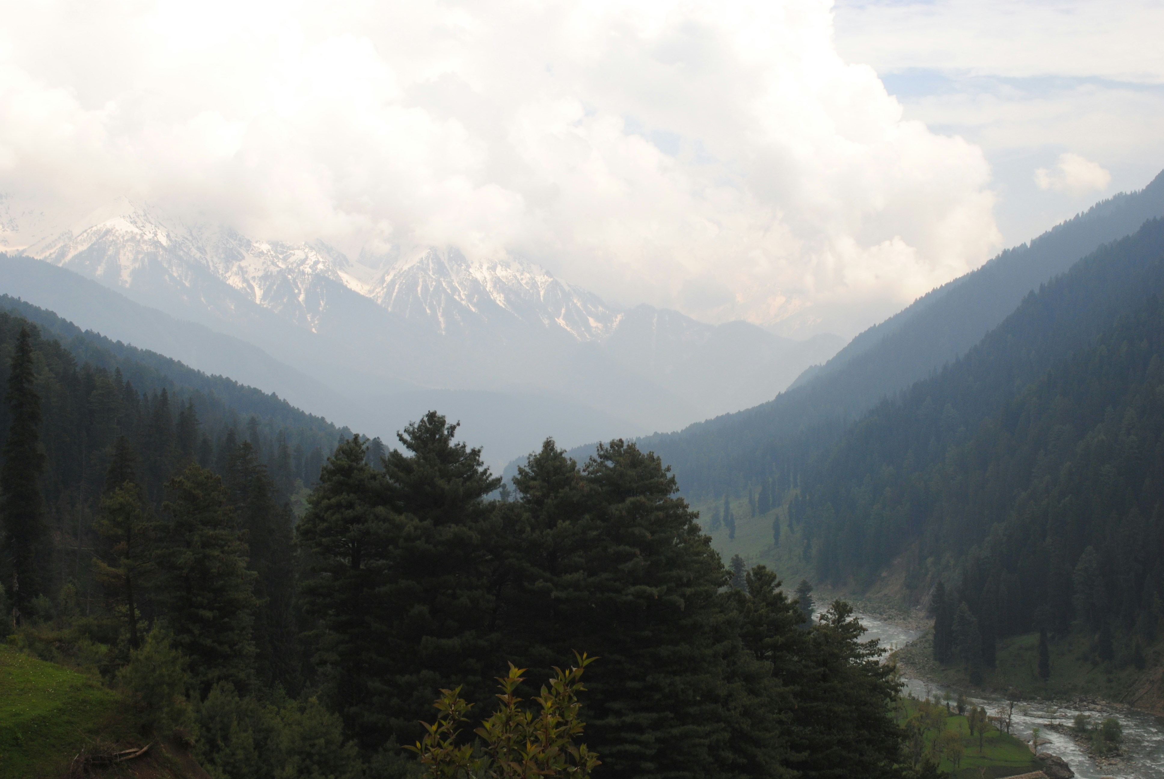 Green trees near mountain during daytime photo – Free Forest Image on Unsplash