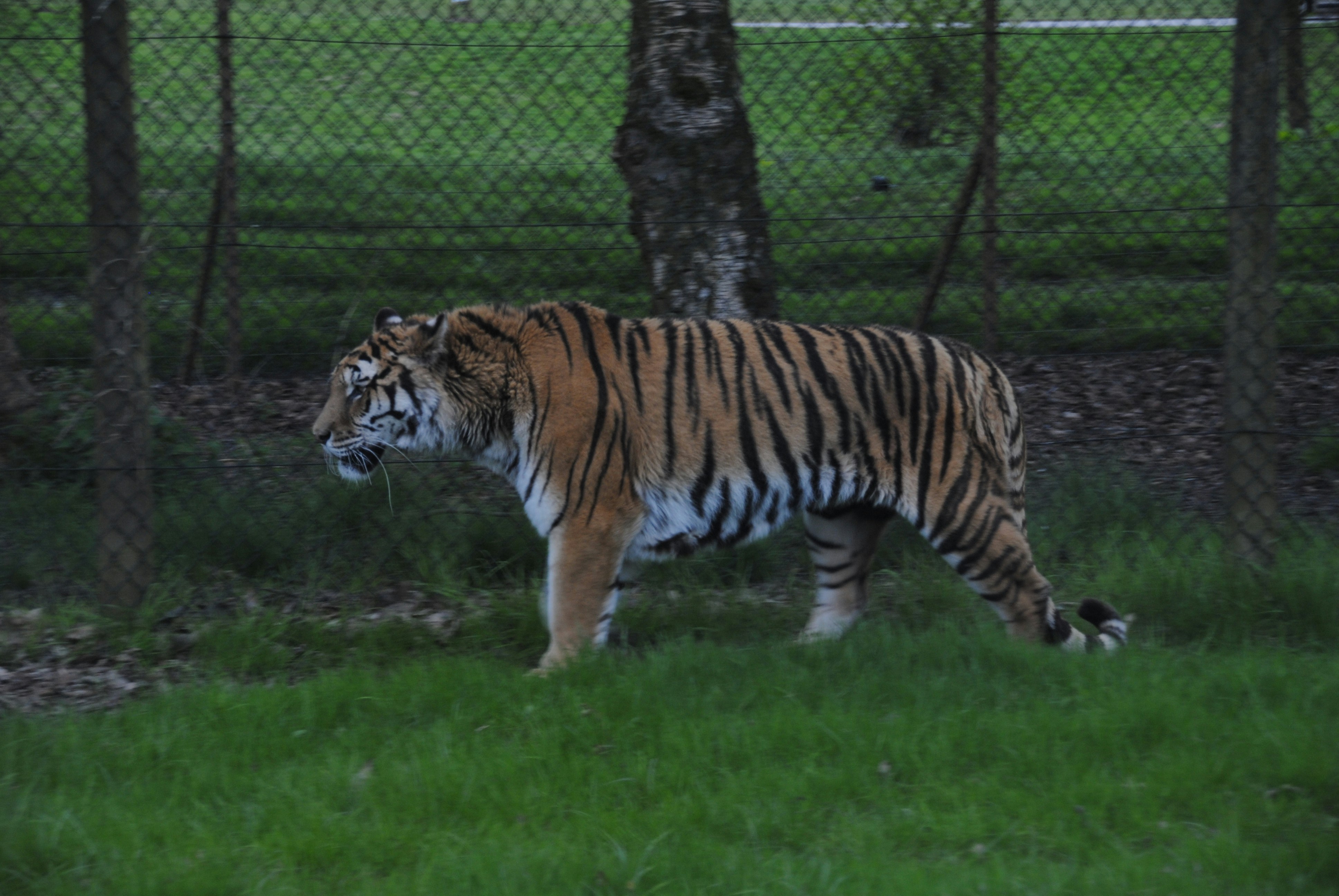 Tiger walking on green grass field during daytime photo – Free Animal ...