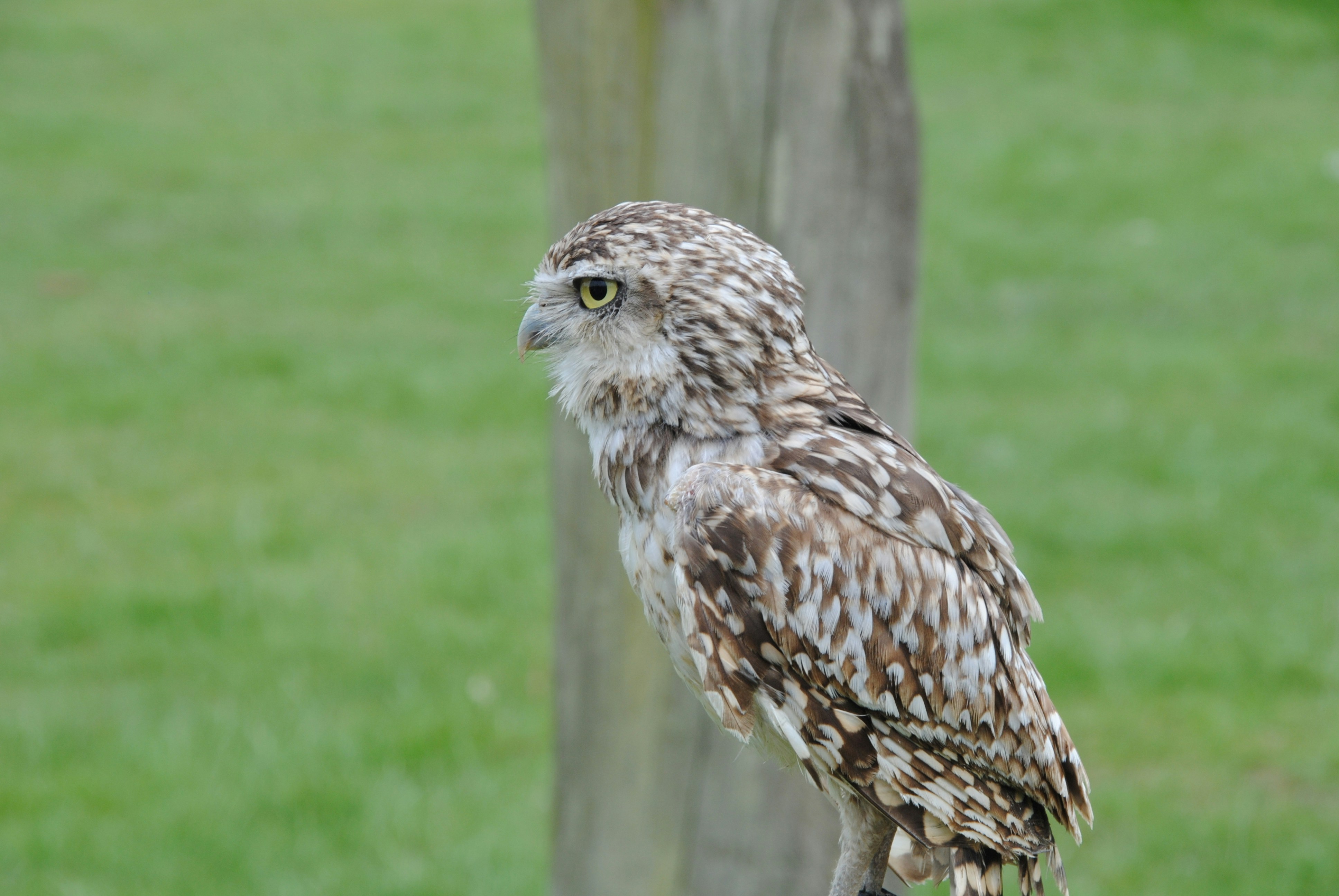 Barred owl perched on a wooden post against a blurred green background.