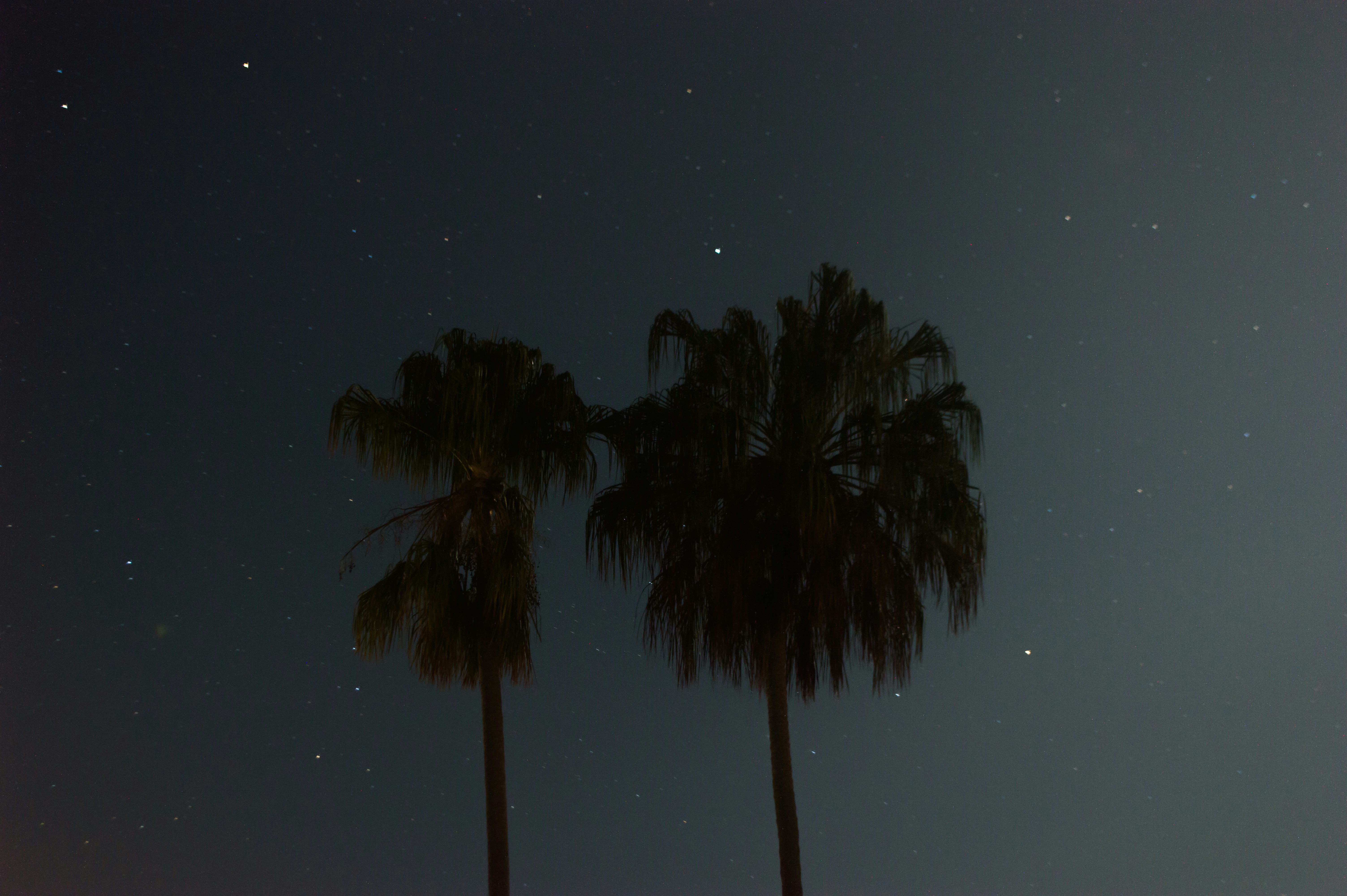 green palm tree during night time