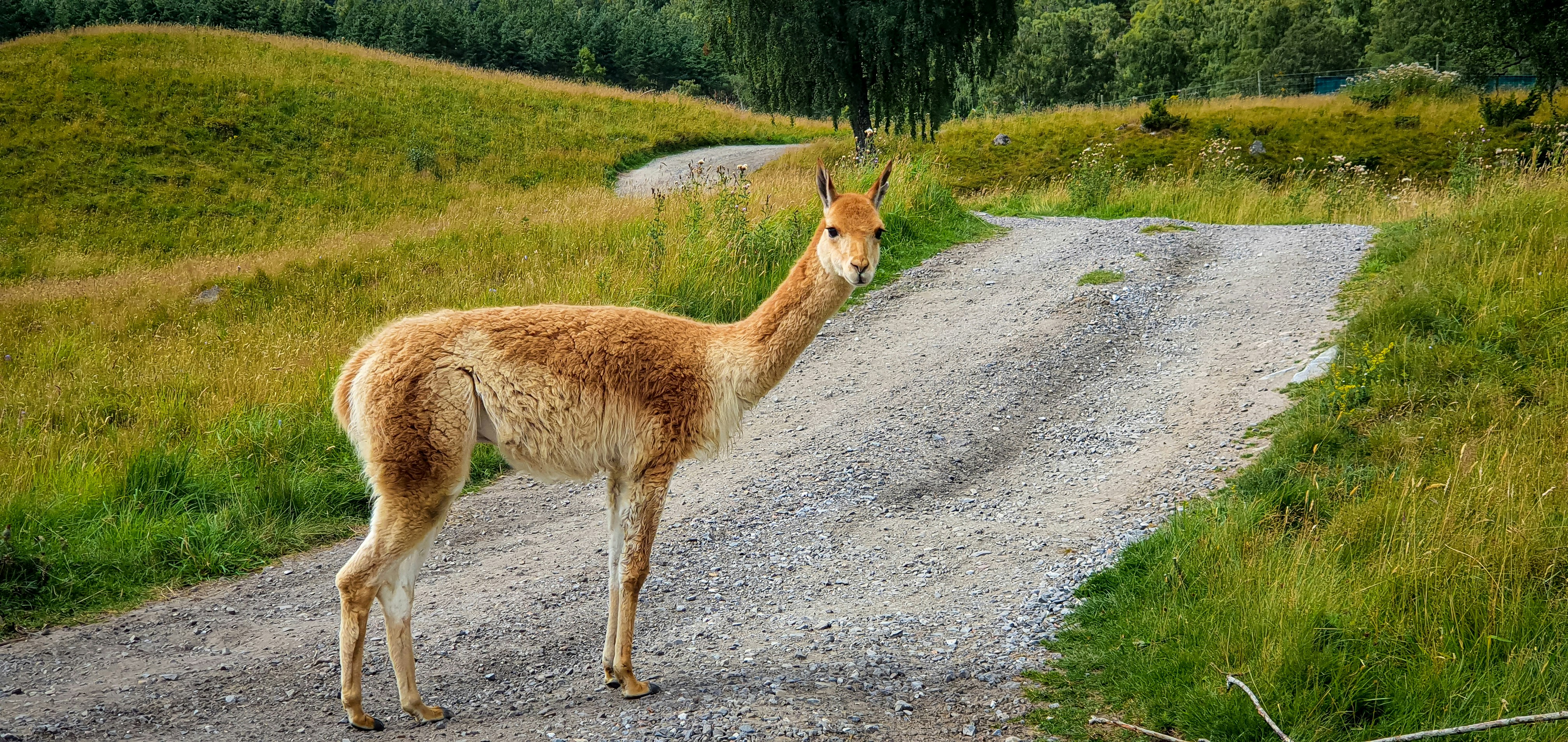 Foto Animal de 4 patas marrón y blanco en carretera asfaltada gris ...