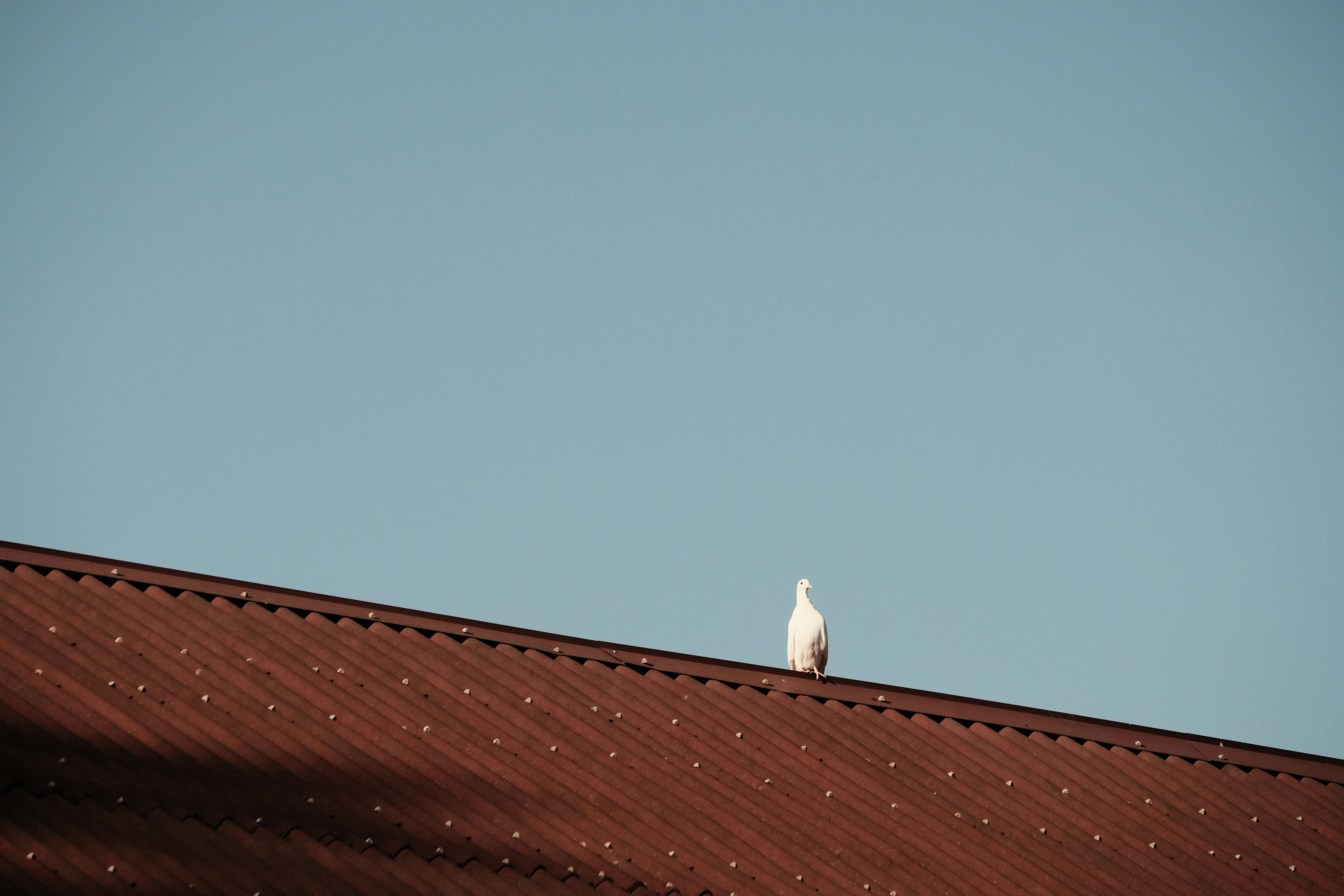 A solitary gull on a rusted rooftop under a calm sky